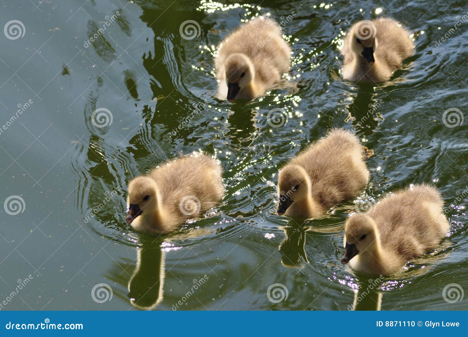 Baby Ducks stock photo. Image of bird, adorable, beautiful - 8871110