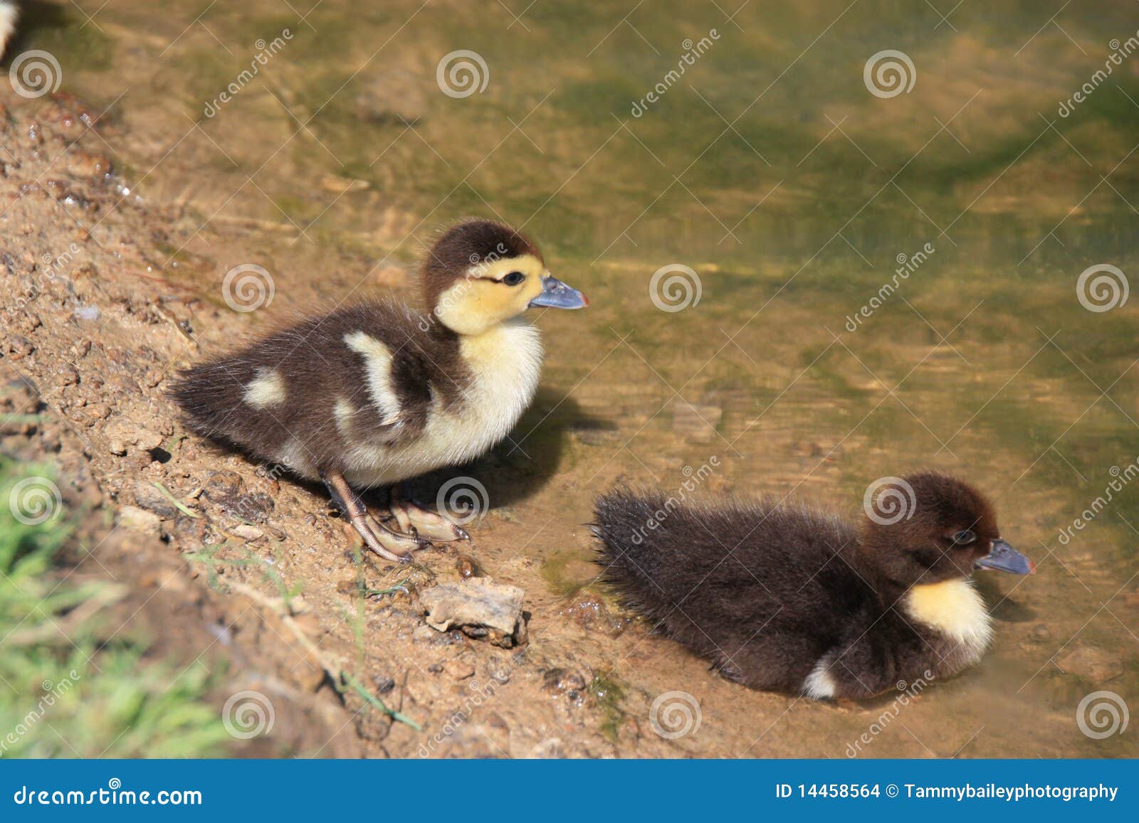 Baby ducks on the bank stock photo. Image of webbed, spring - 14458564