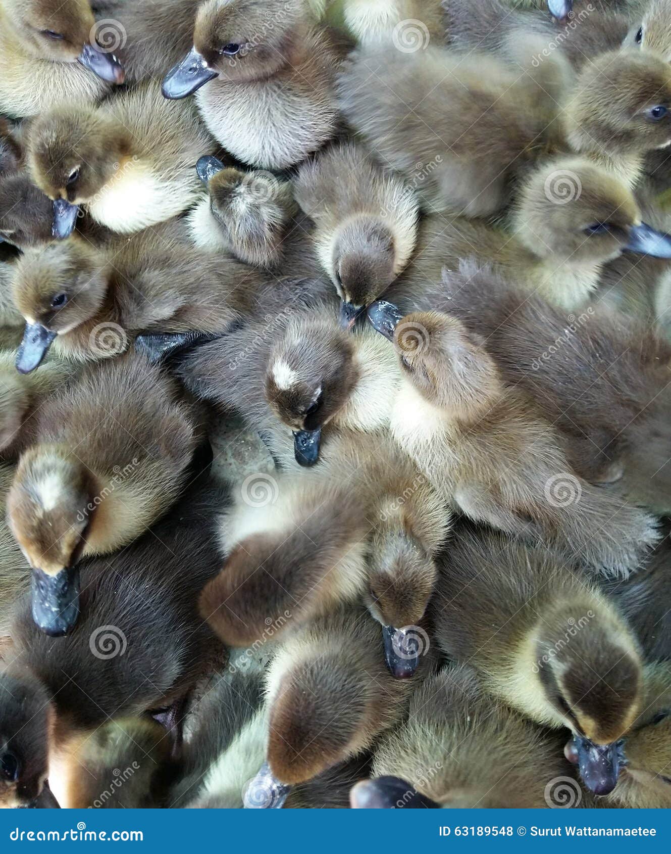 Baby ducks stock photo. Image of agriculture, farm, brown - 63189548