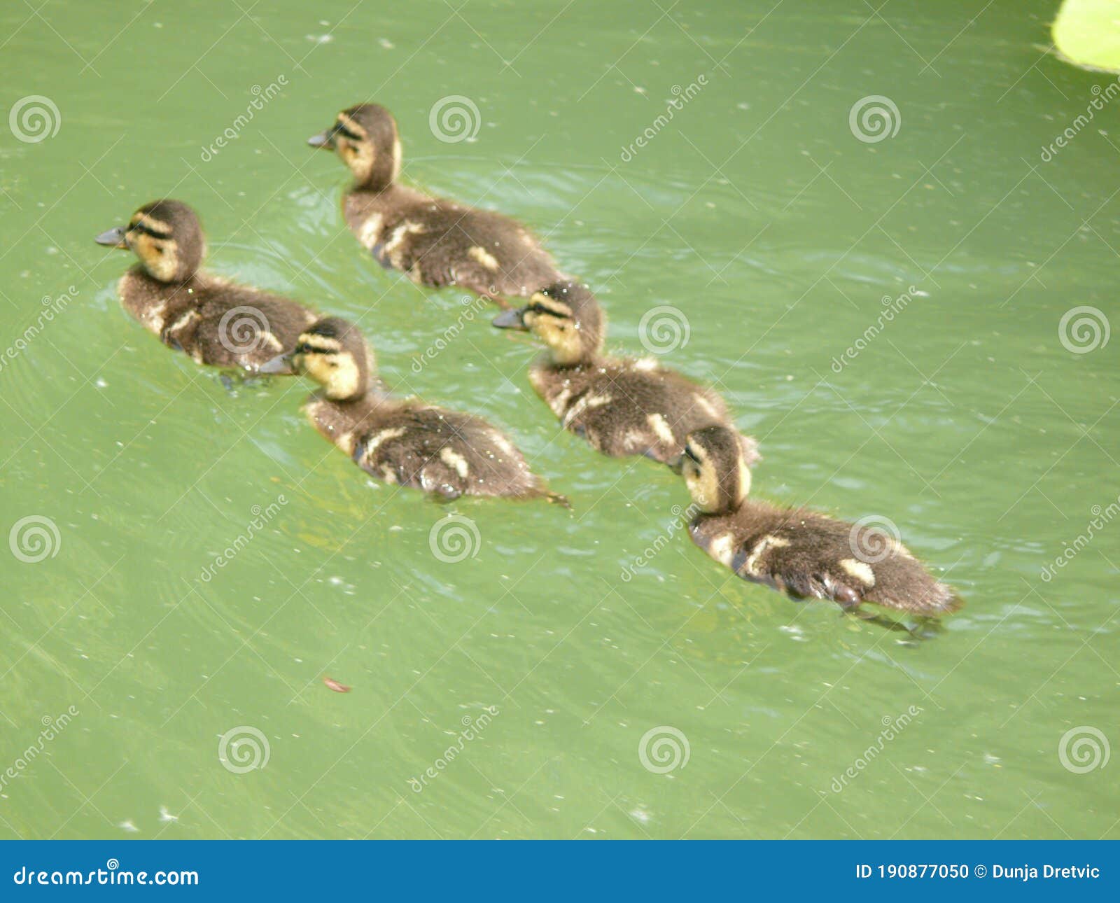Baby Ducks stock photo. Image of eyes, swimming, natural - 190877050
