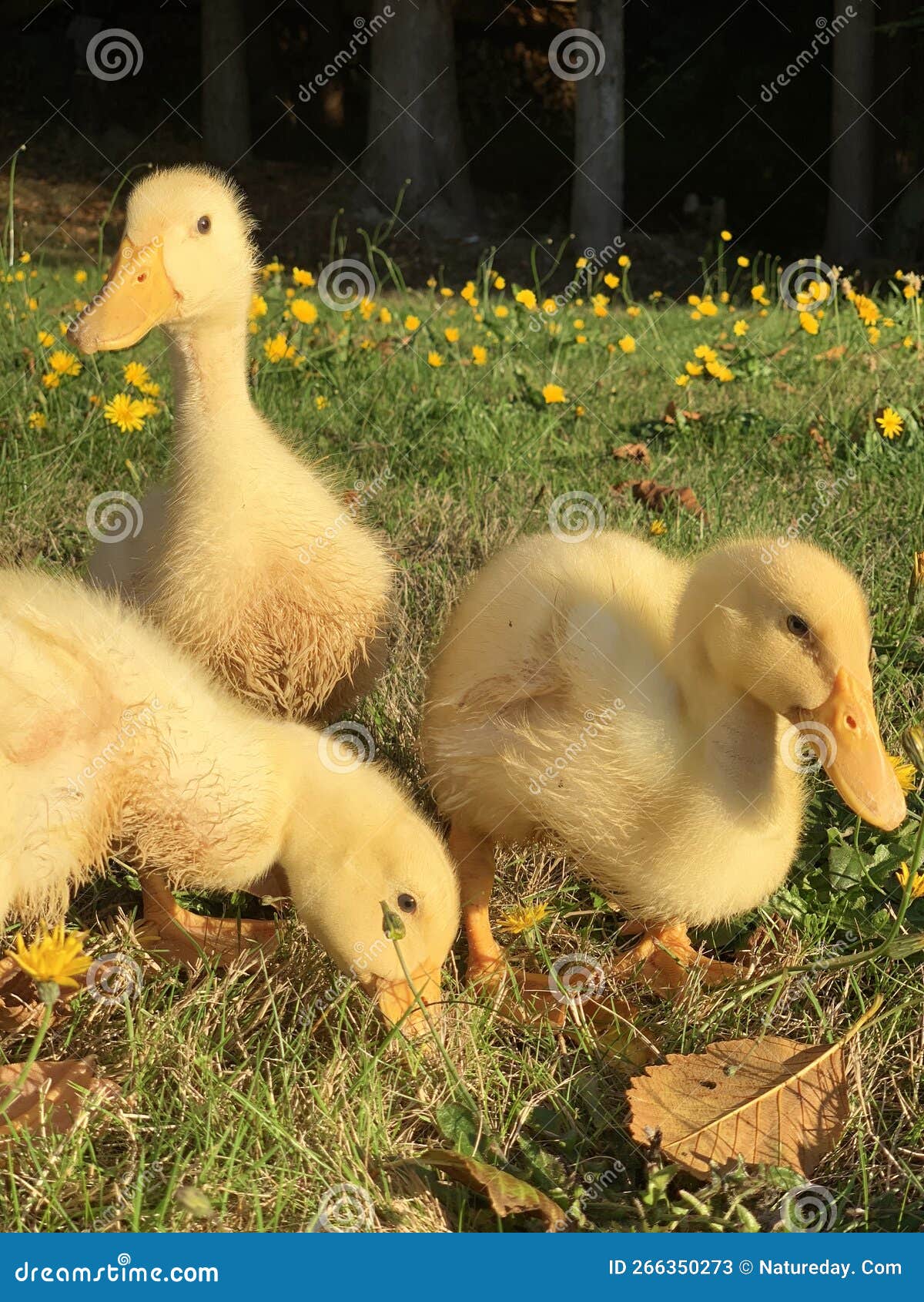 Baby Ducks stock image. Image of animal, nature, yellow - 266350273