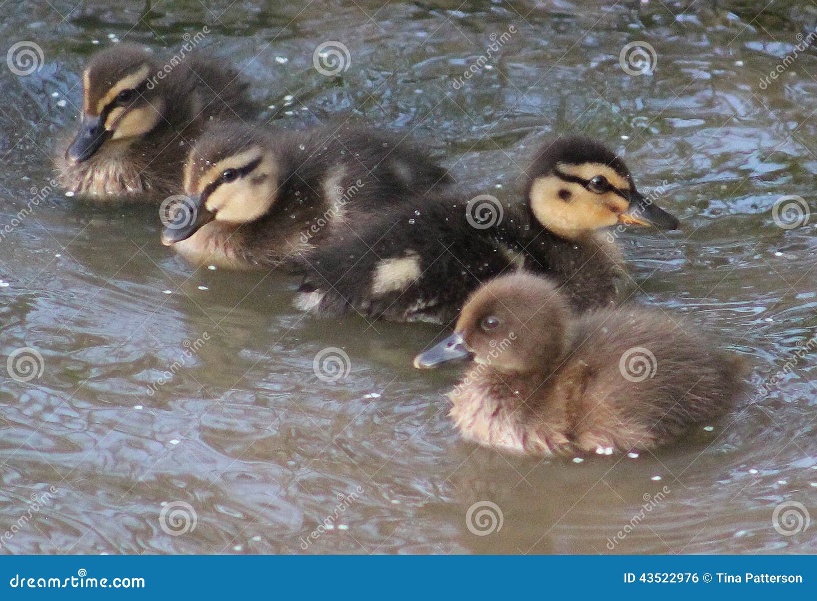 Baby Ducks stock photo. Image of feathers, cute, beak - 43522976