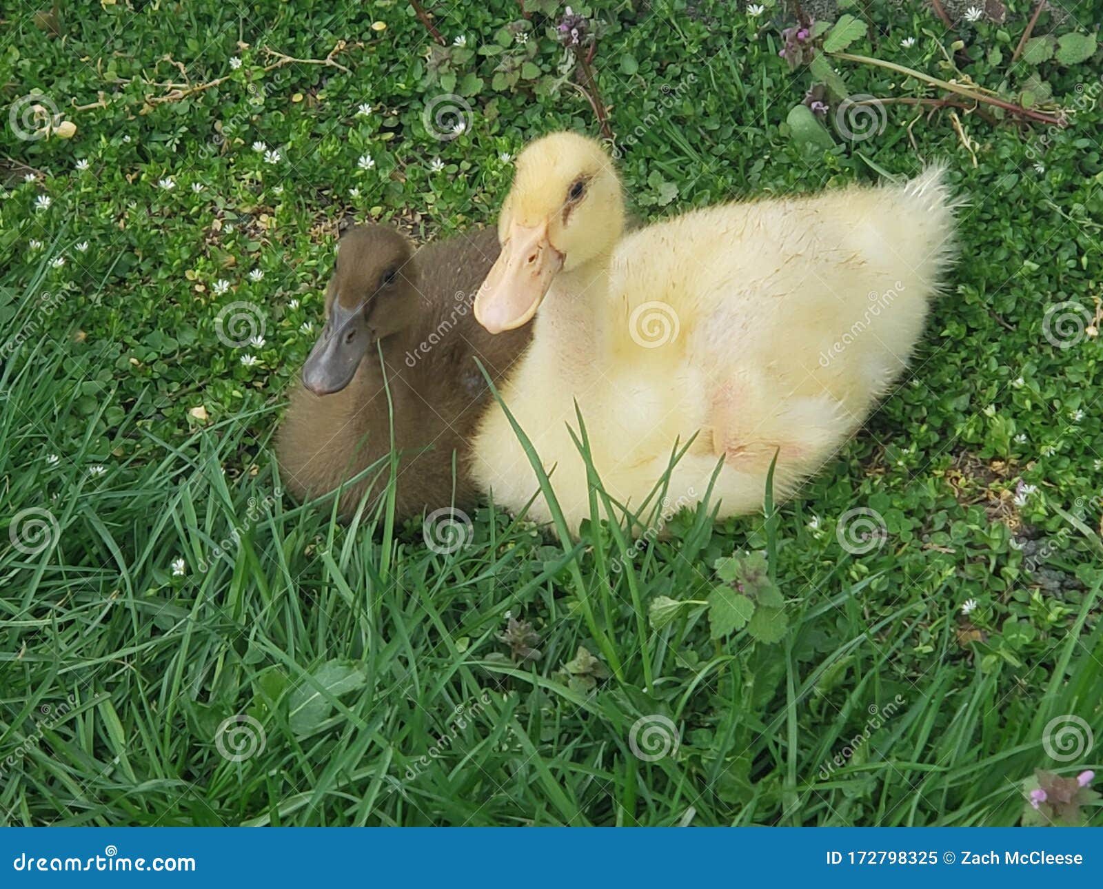 Baby ducks stock image. Image of small, baby, quack - 172798325