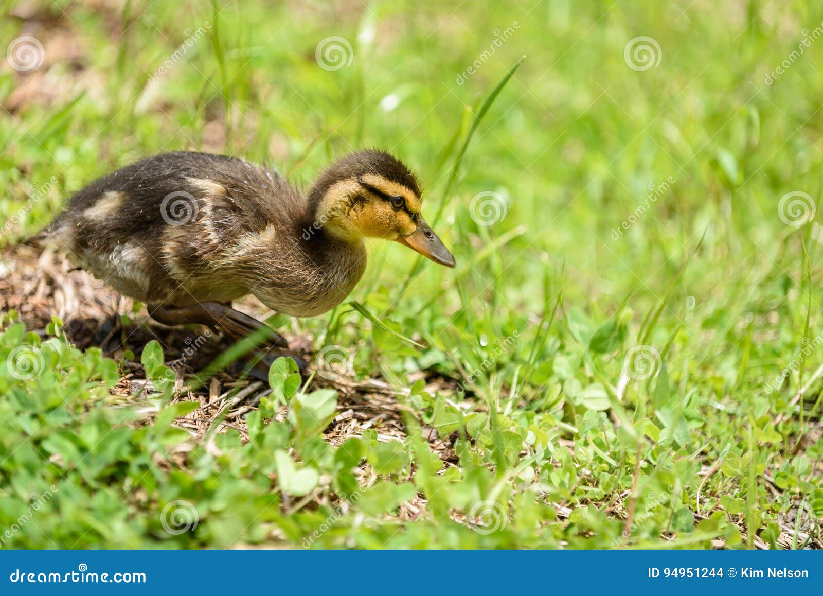 Baby Ducks Signal the Spring Stock Photo - Image of beak, baby: 94951244