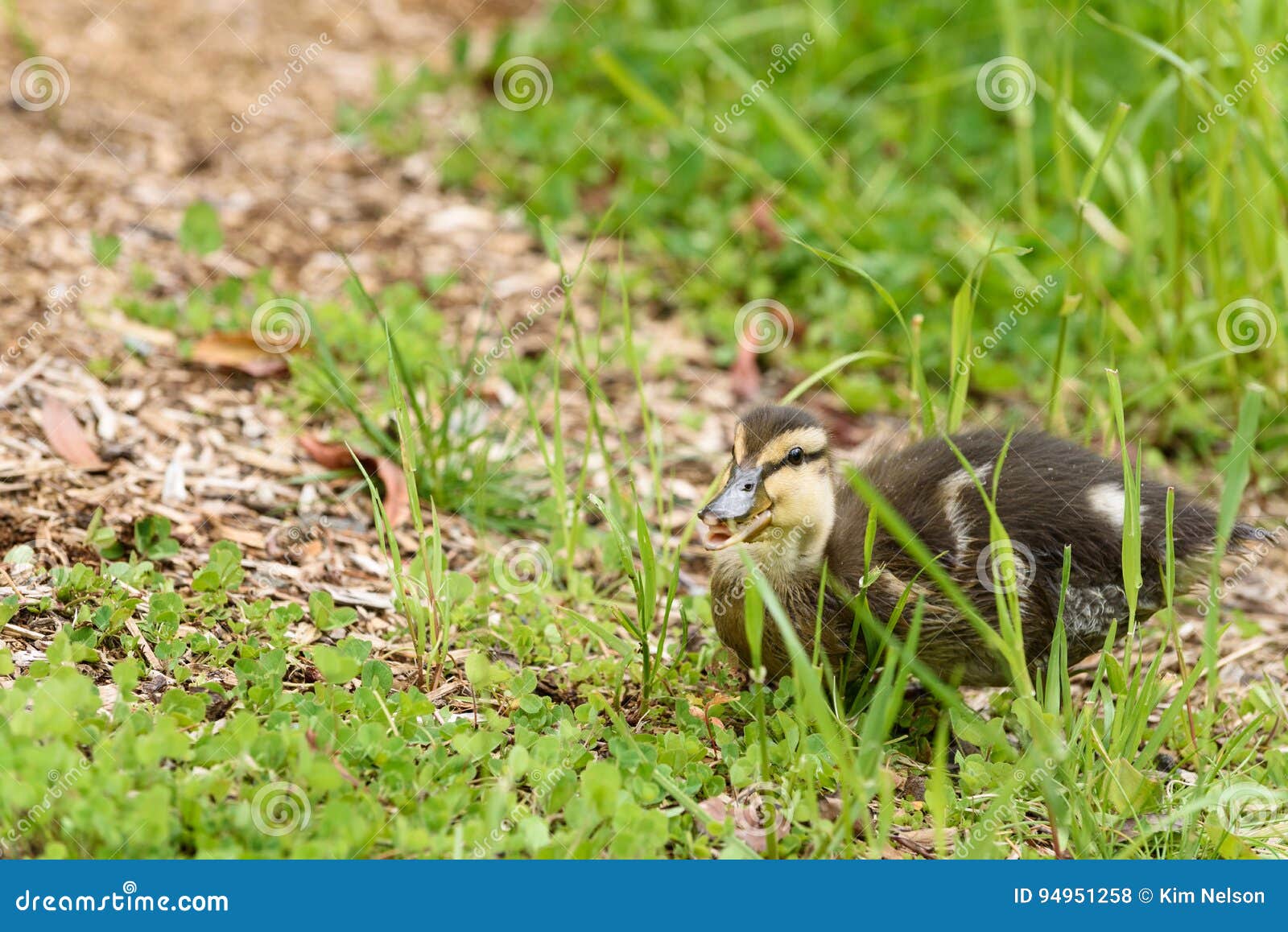 Baby Ducks Signal the Spring Stock Photo - Image of duck, baby: 94951258