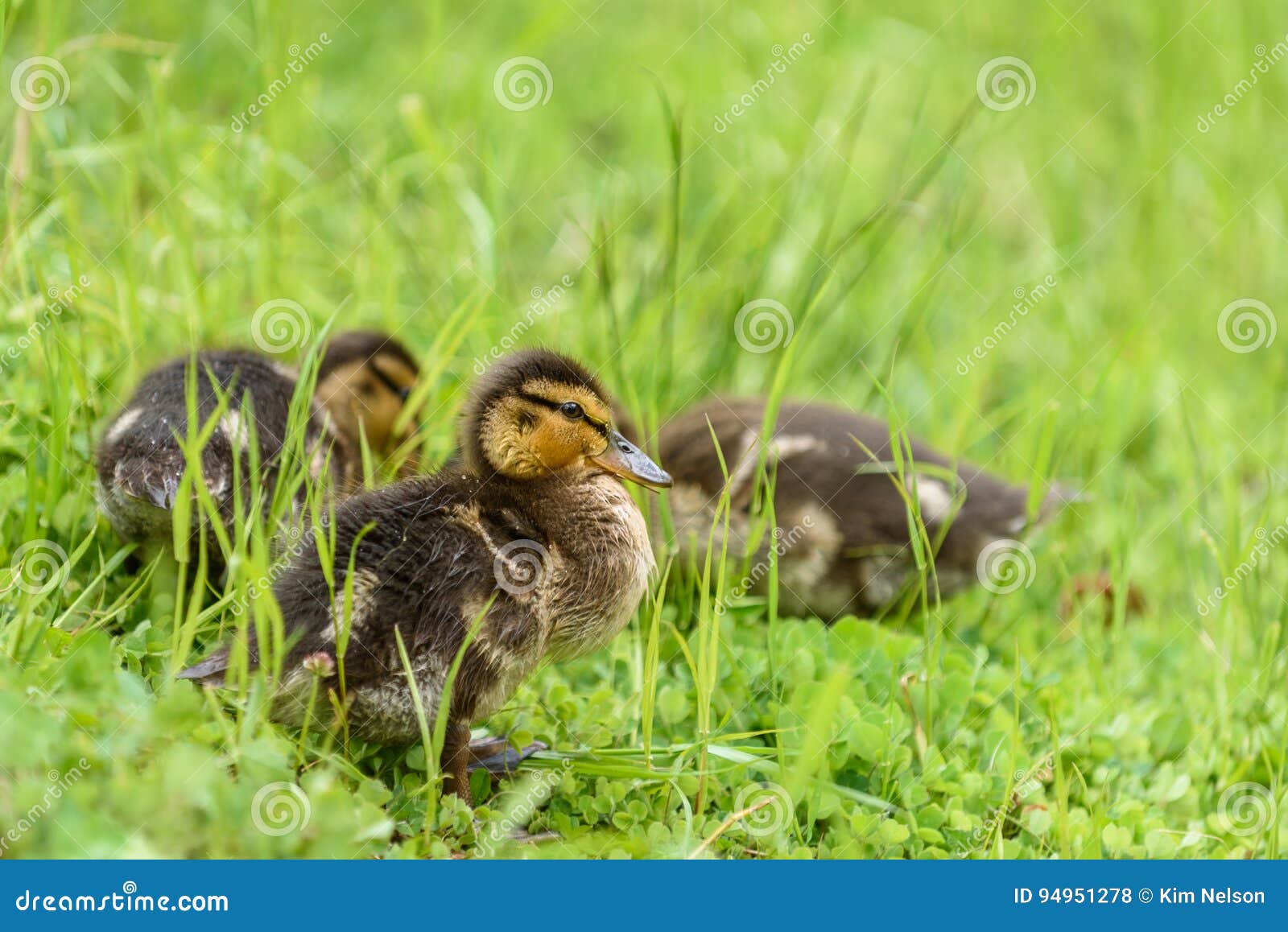 Baby Ducks Signal the Spring Stock Photo - Image of close, walking ...