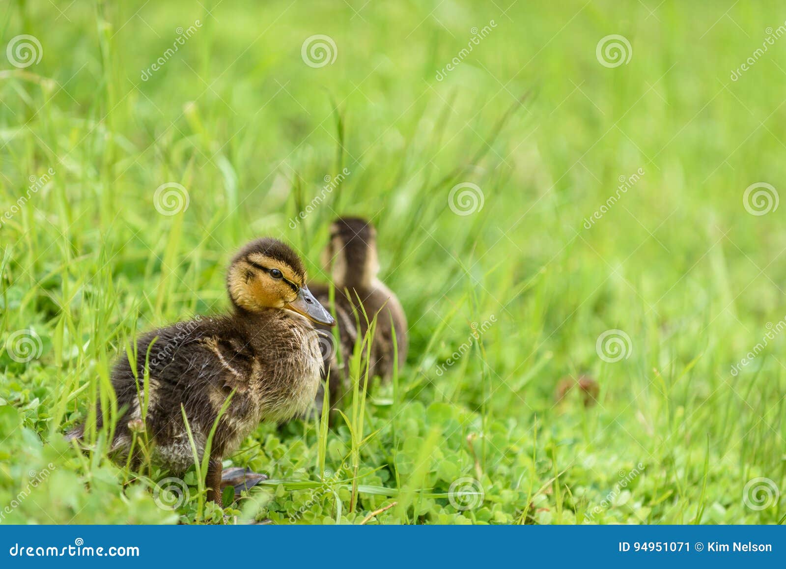 Baby Ducks Signal the Spring Stock Image - Image of baby, looking: 94951071