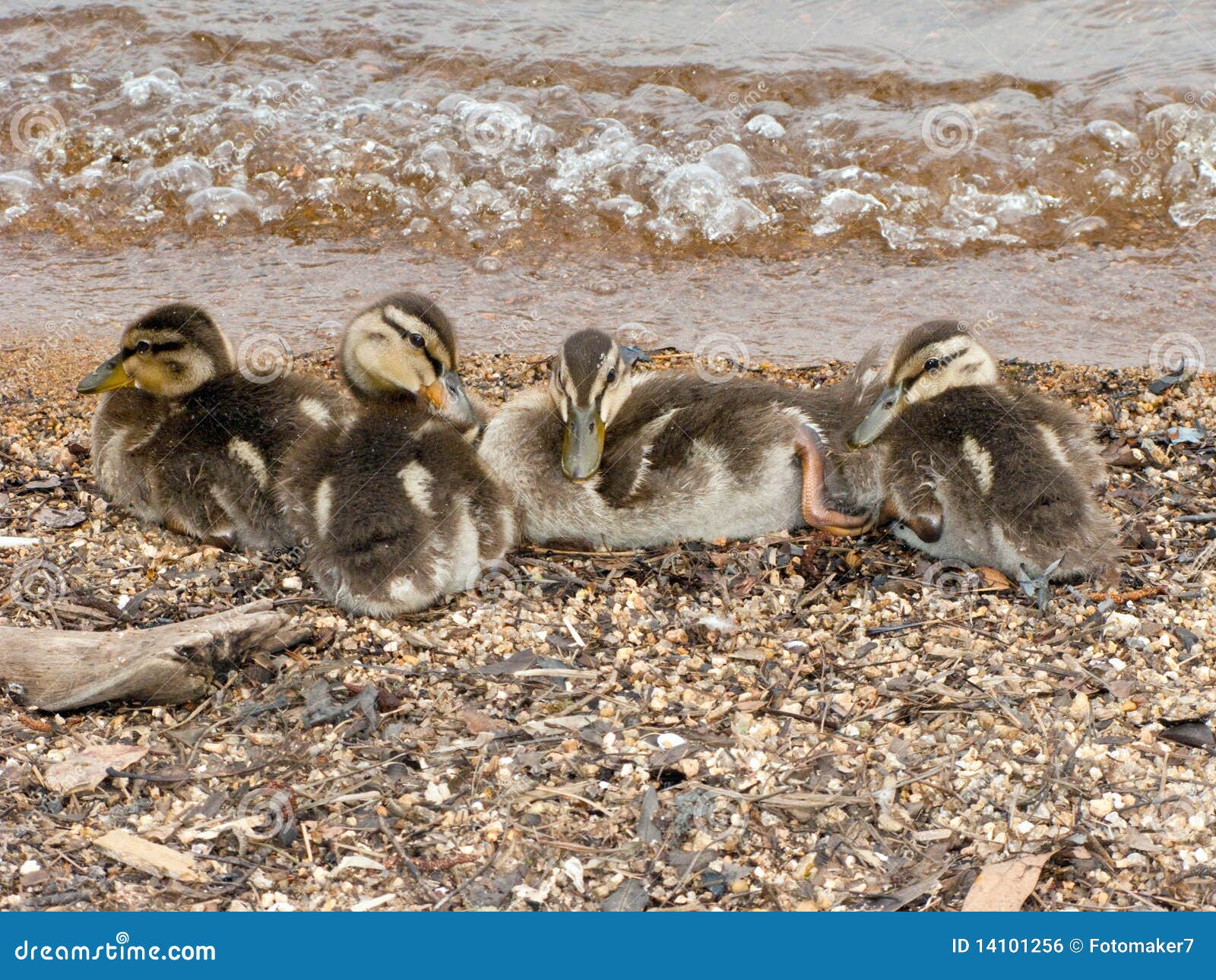 Baby ducks snuggling stock photo. Image of baby, friendship - 14101256