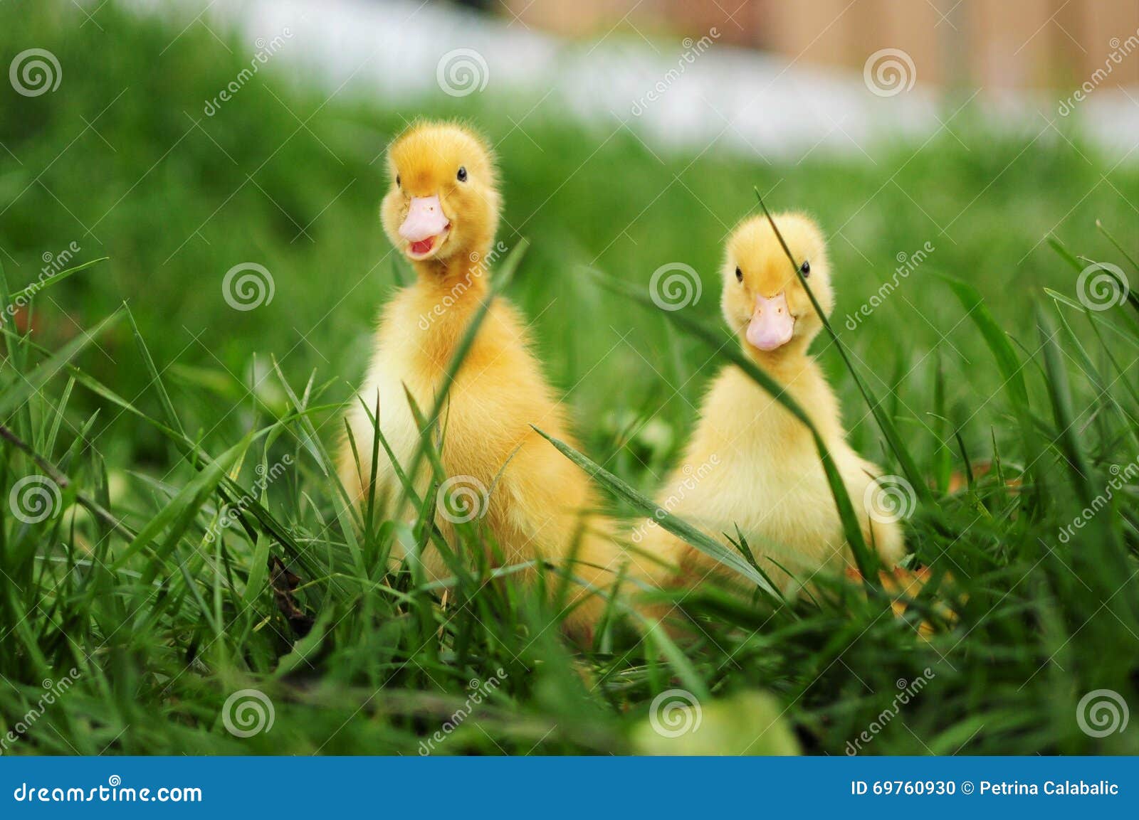 Baby ducks in spring grass stock photo. Image of ducks - 69760930