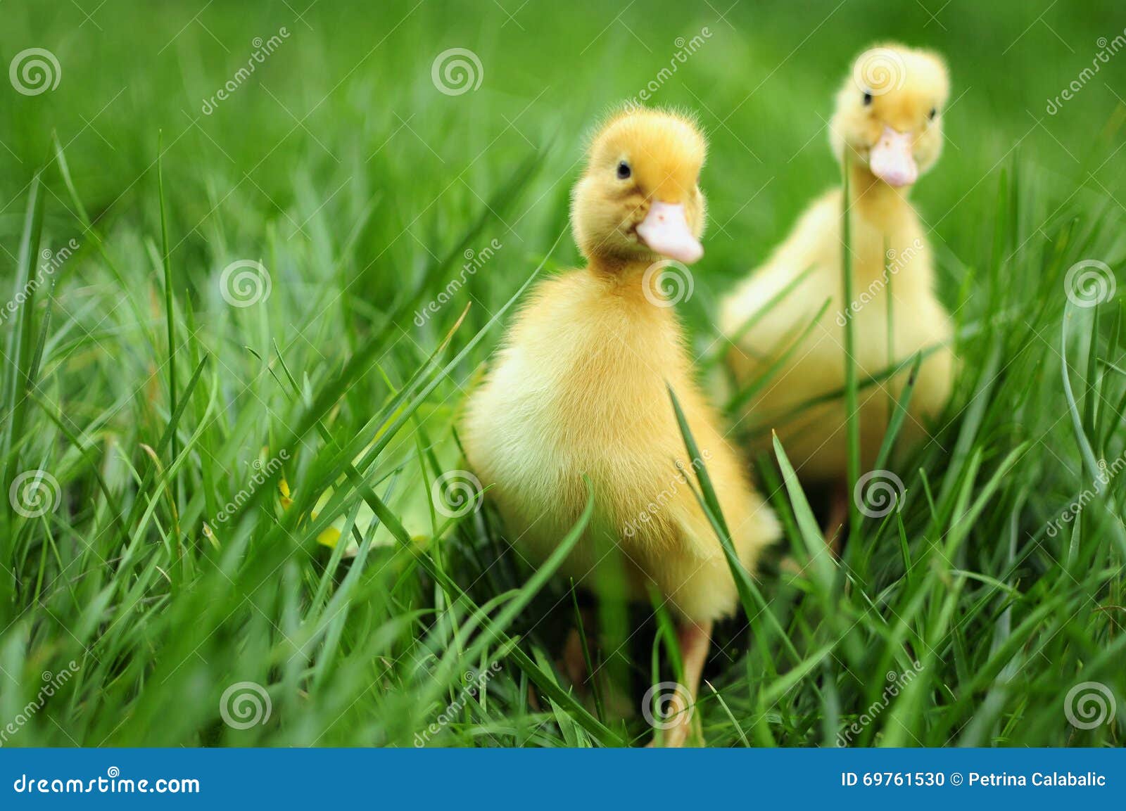 Baby Ducks Stock Photography | CartoonDealer.com #43522976
