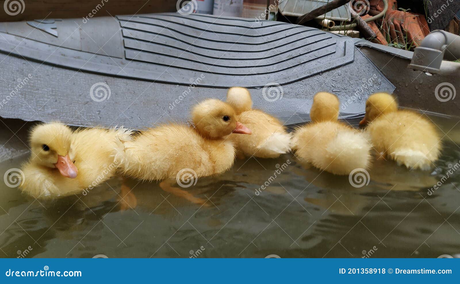 Baby ducks swimming stock photo. Image of swimming, wildlife - 201358918