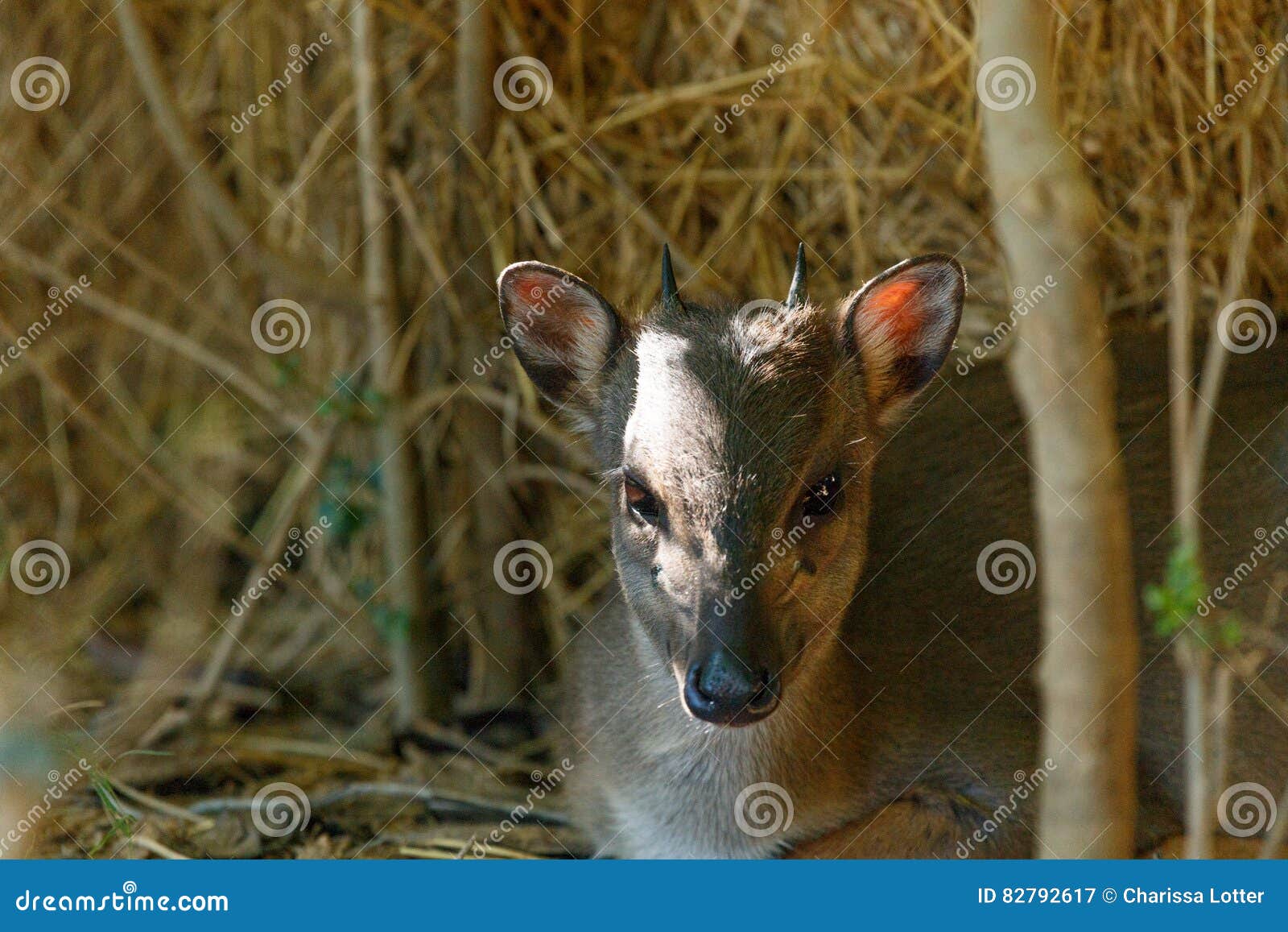 Baby Duiker Photos - Free & Royalty-Free Stock Photos from Dreamstime
