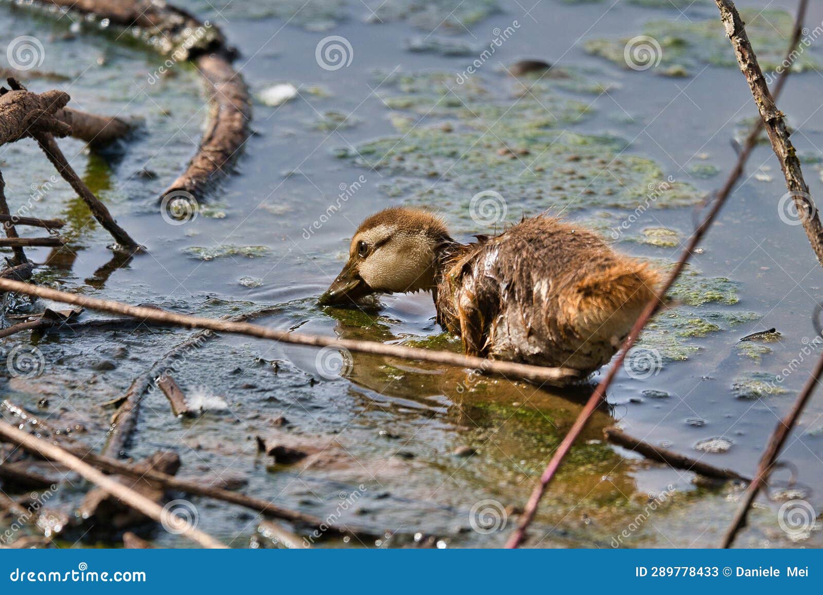 Baby Duke in the lake stock image. Image of wilderness - 289778433