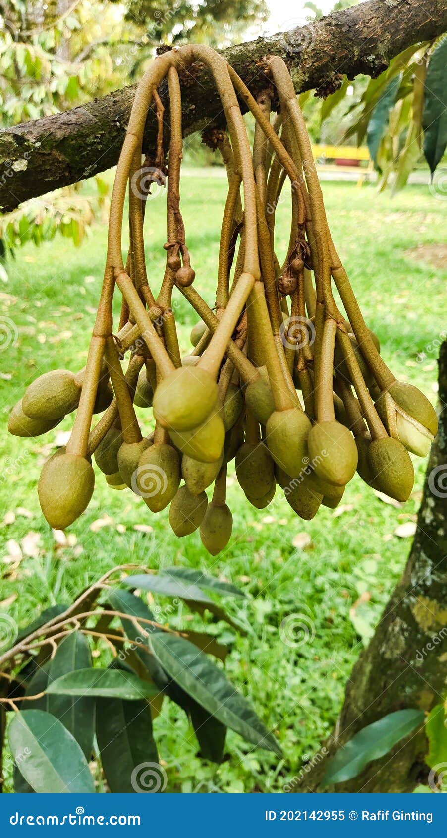 Baby Durian stock image. Image of small, leaf, twing - 202142955
