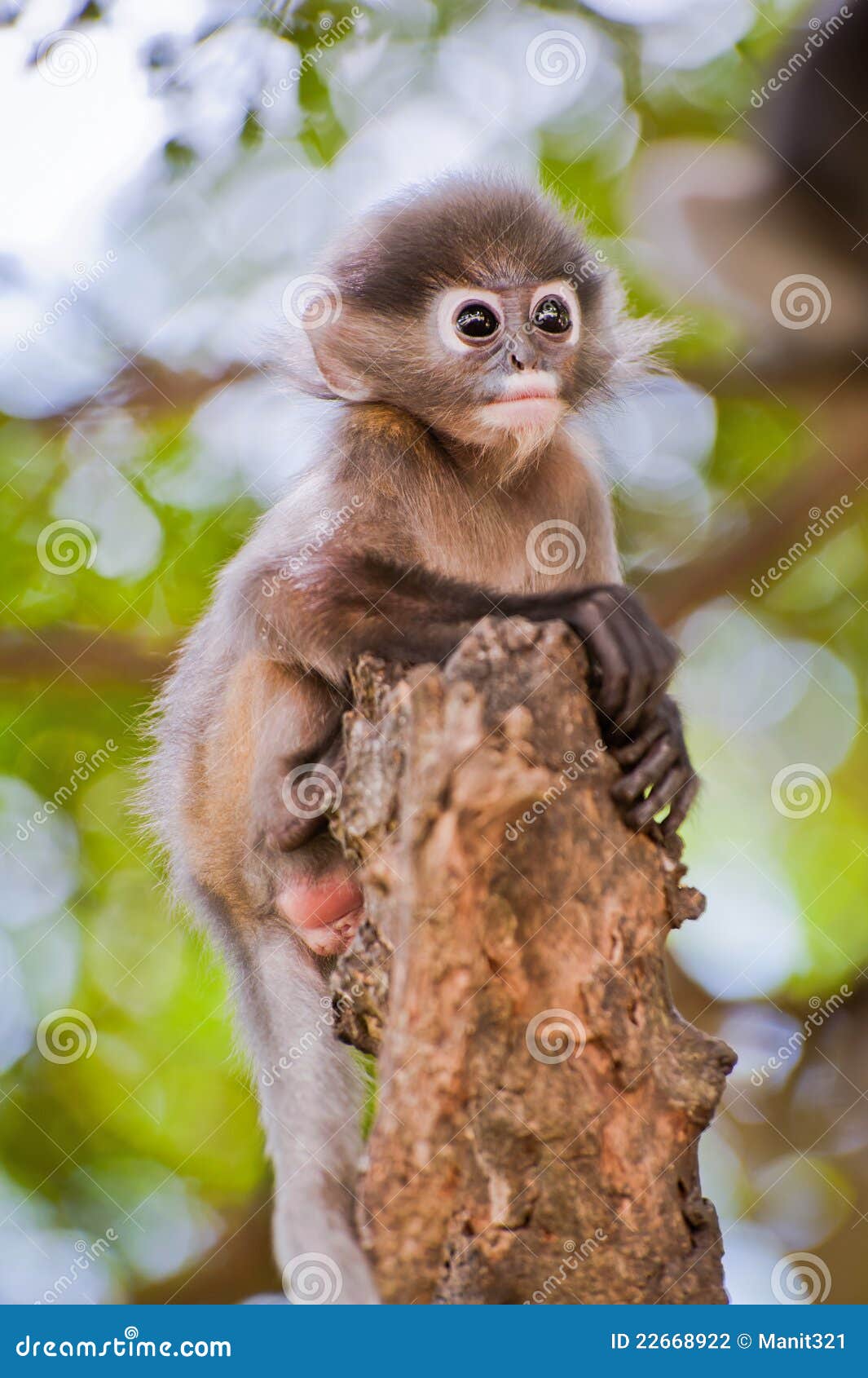 Baby Dusky Leaf Monkey / Spectacled Langur Stock Photo - Image of tree ...