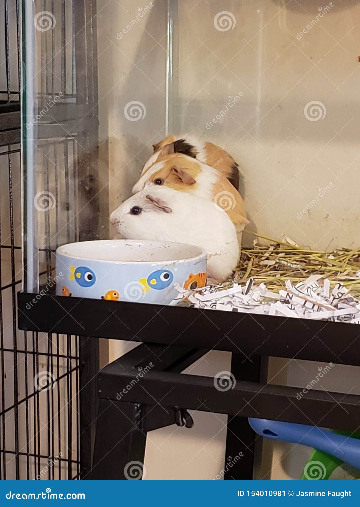 3 baby dutch guinea pigs stock image. Image of dutch - 154010981