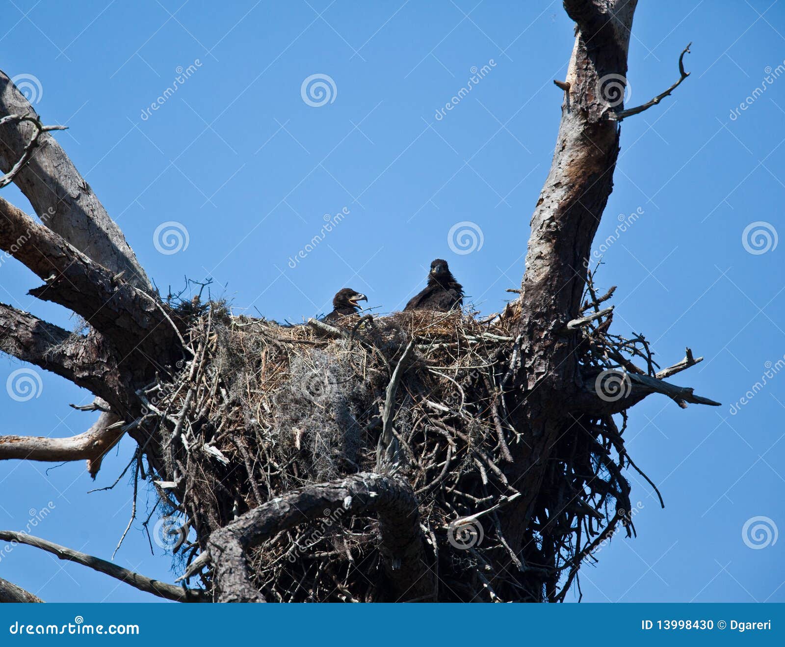 Baby Eagles stock photo. Image of bald, vertebrate, wildlife - 13998430