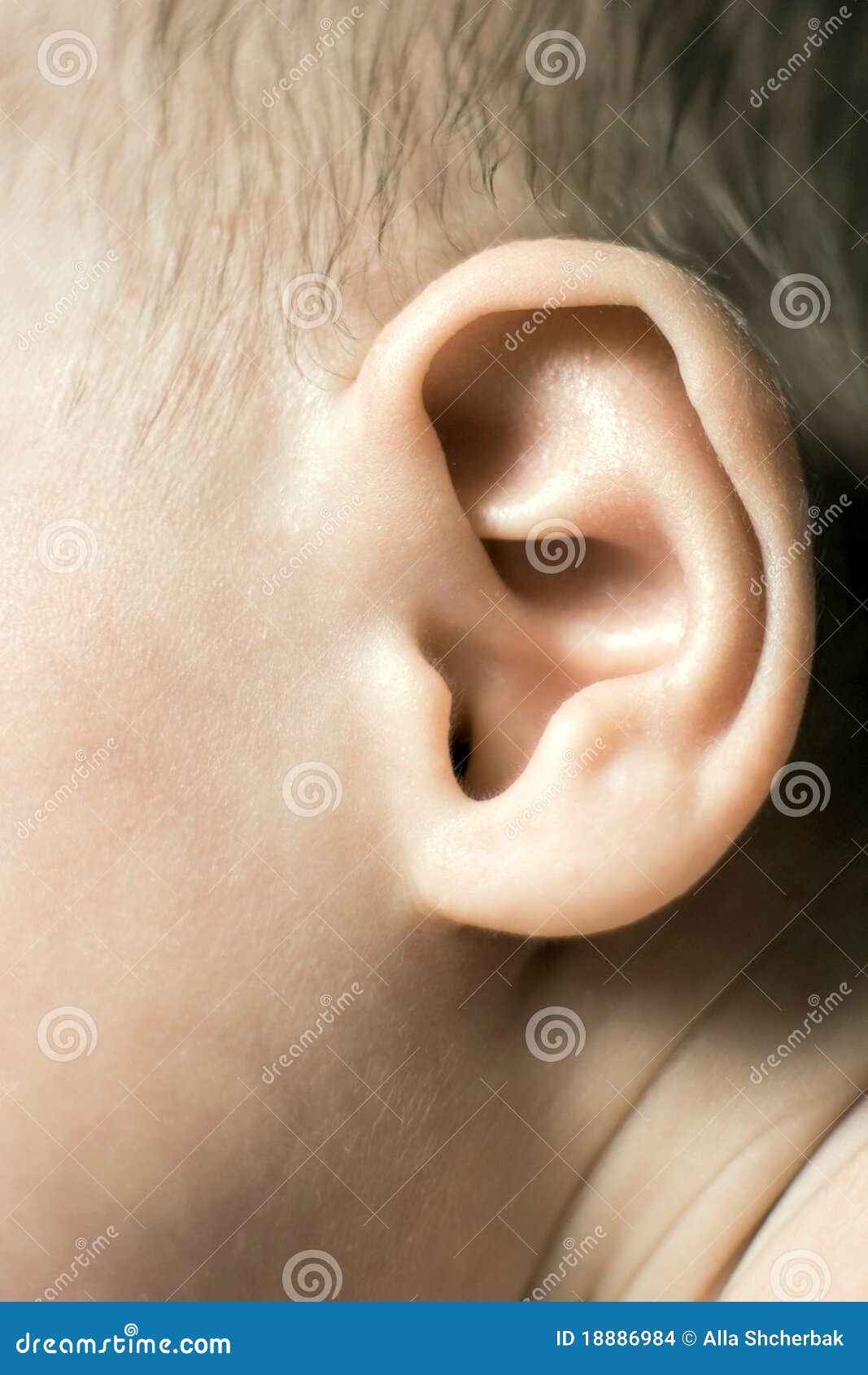 Baby ear stock photo. Image of macro, body, infant, child - 18886984