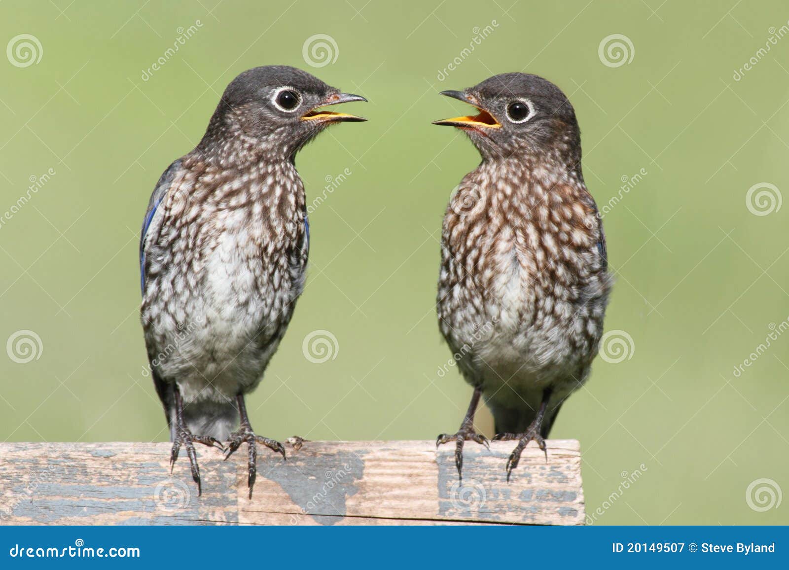 Two Baby Bluebirds Perche On A Wooden Stump With A Green Background ...