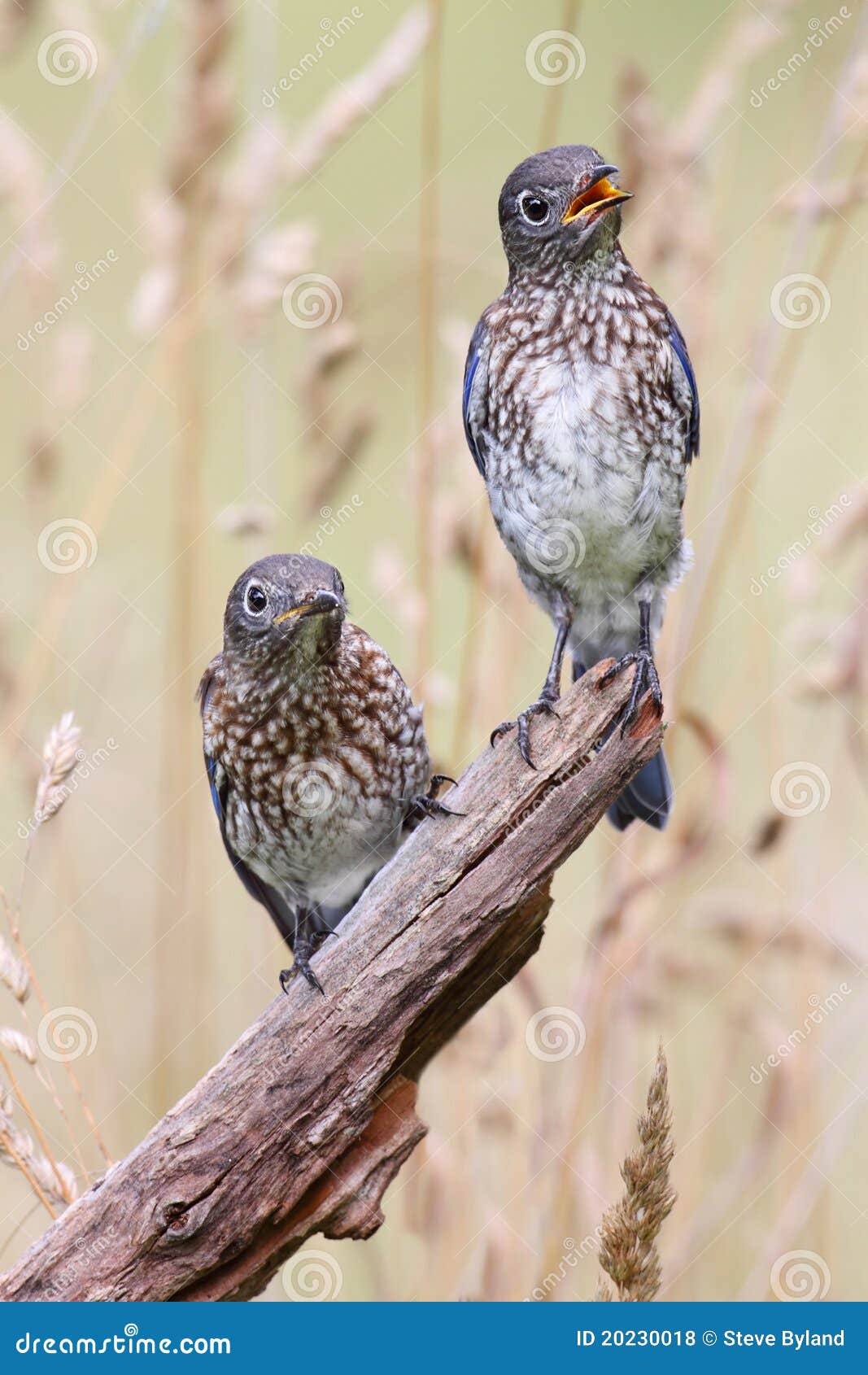 Two Baby Bluebirds Perche On A Wooden Stump With A Green Background ...
