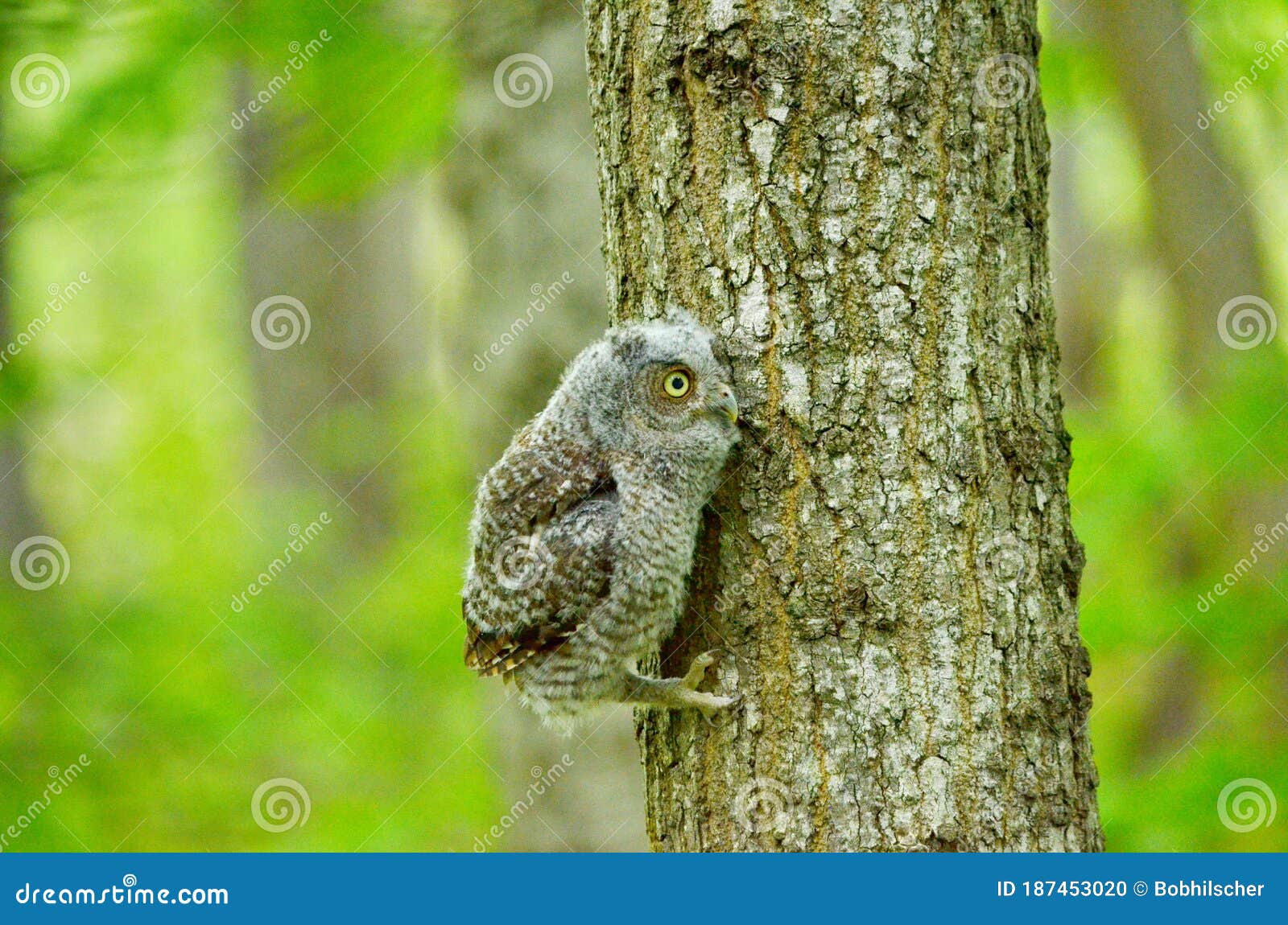 Baby Eastern Screech Owl Perched on a Tree Stock Photo - Image of front ...