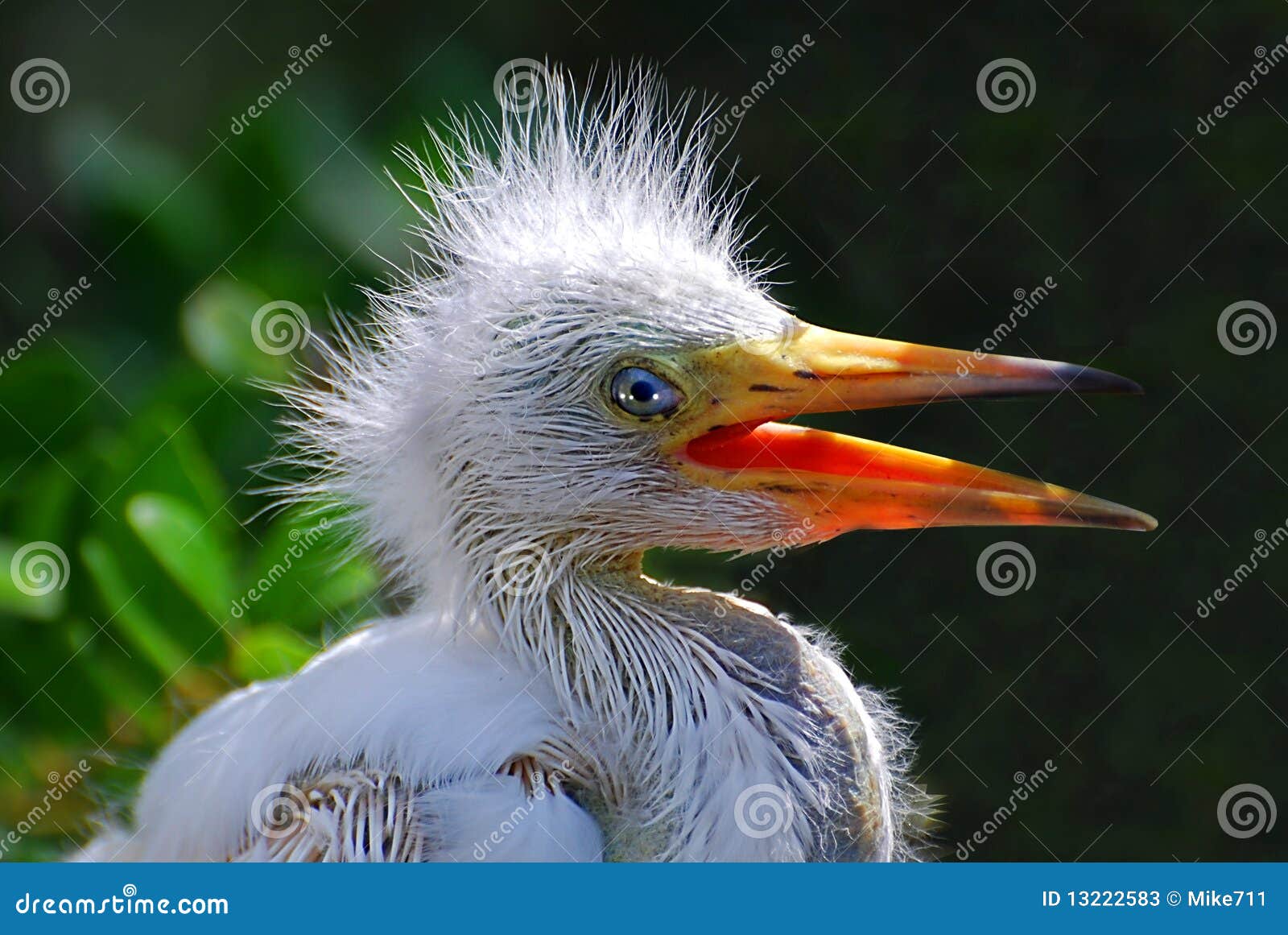 Baby Egret stock image. Image of feathers, looking, young - 13222583