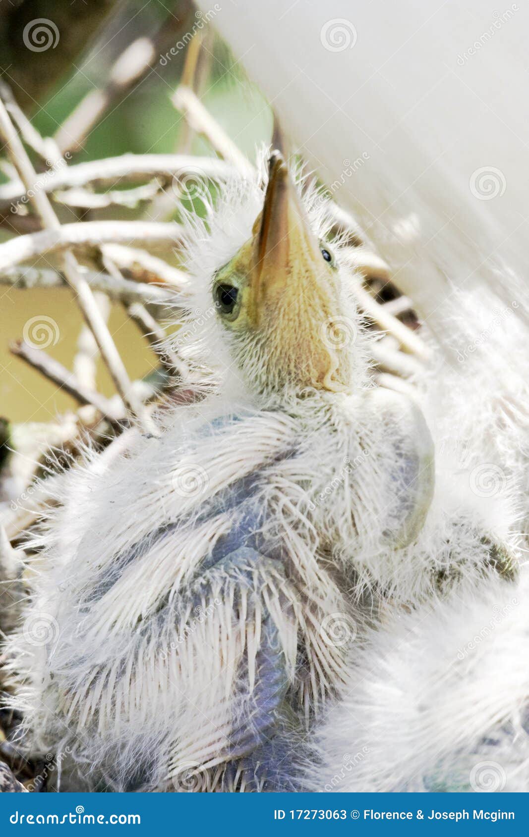 Baby Egret in Nest stock image. Image of egret, skin - 17273063