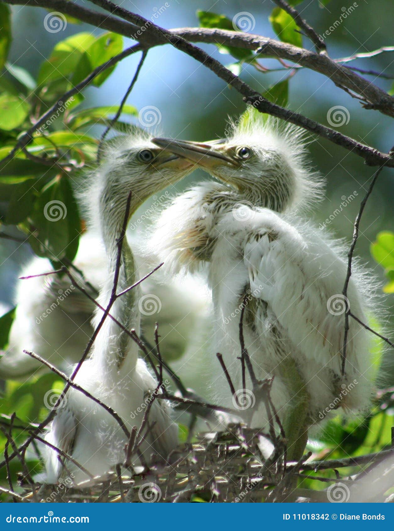 Baby Egrets stock photo. Image of tourism, birds, egrets - 11018342
