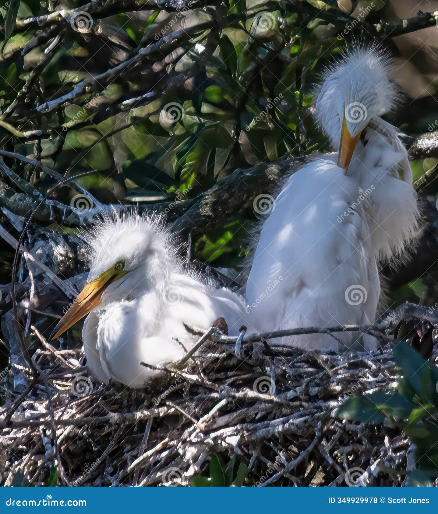 Baby Egrets in a Nest stock photo. Image of green, nature - 349929978