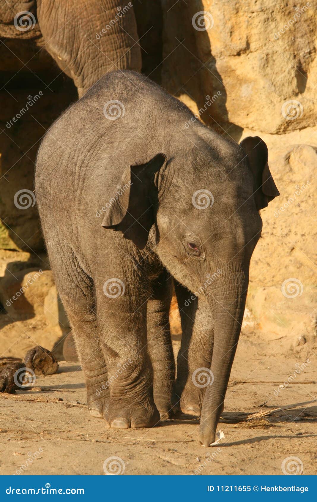 Baby elephant stock image. Image of elephant, mammal - 11211655