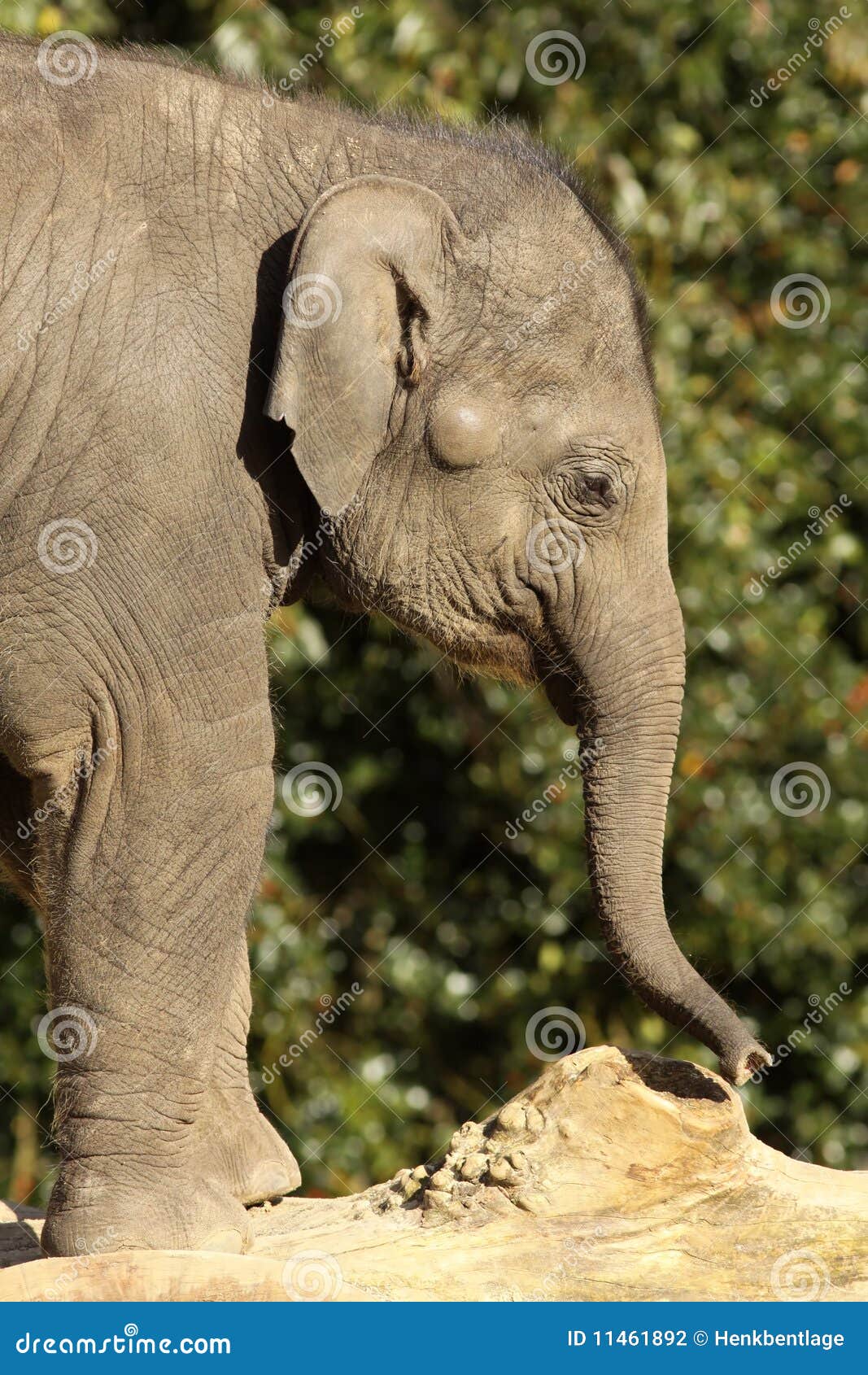Baby elephant stock photo. Image of head, wildlife, nature - 11461892