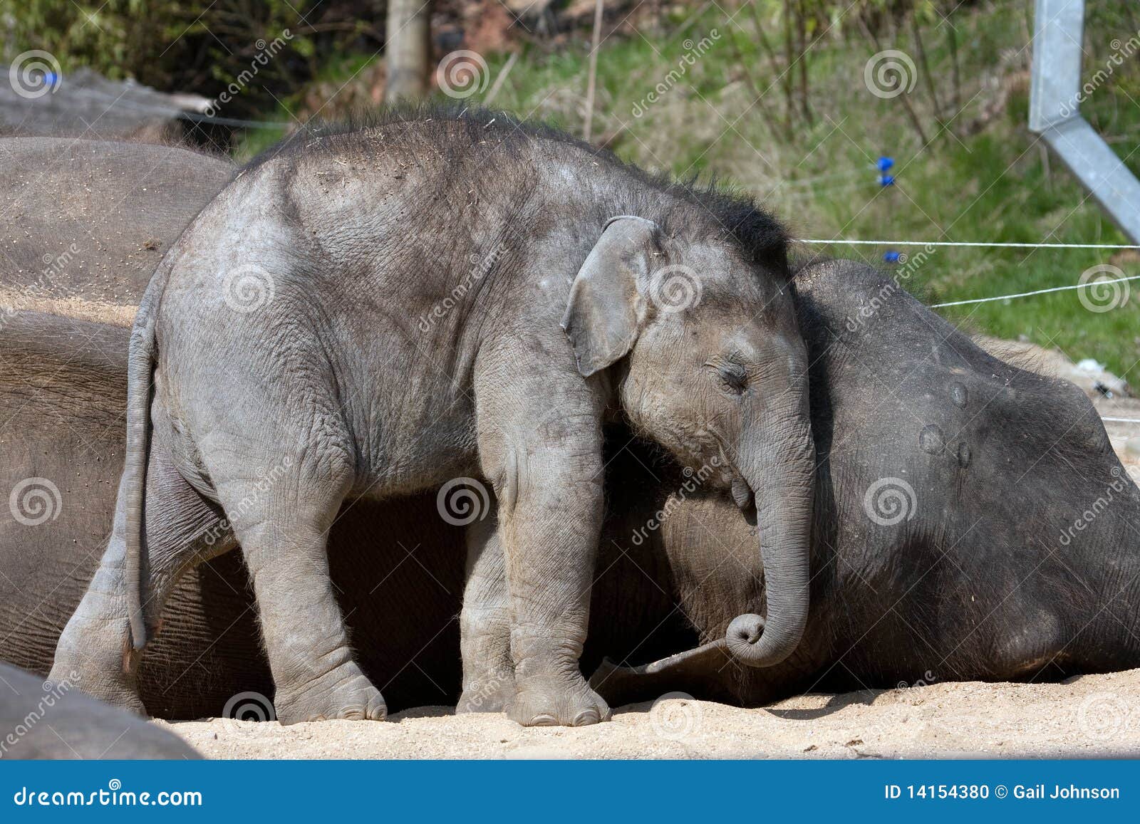 Baby Elephant stock photo. Image of mammal, captive, england - 14154380