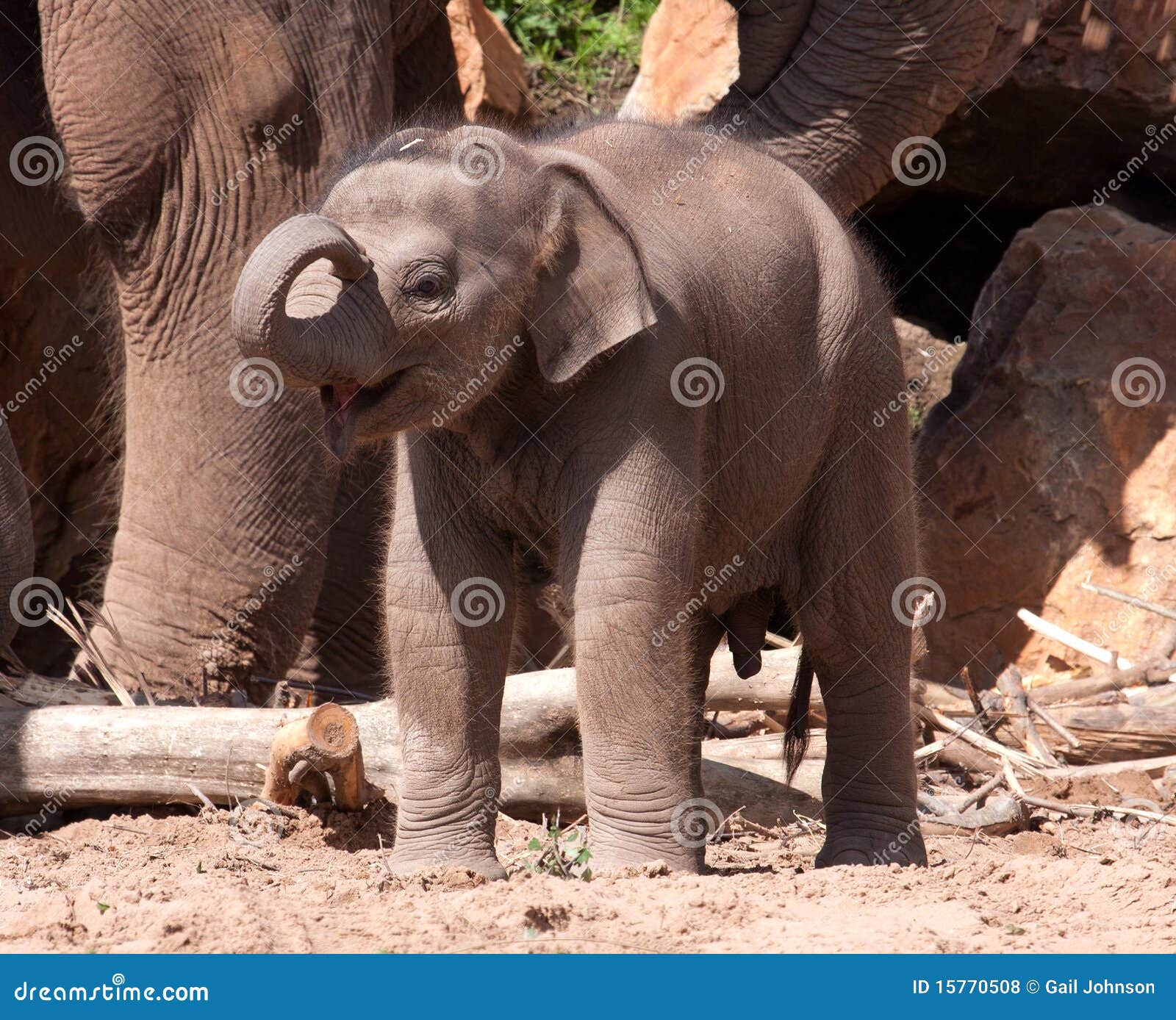 Baby Elephant stock photo. Image of parent, england, elephant - 15770508