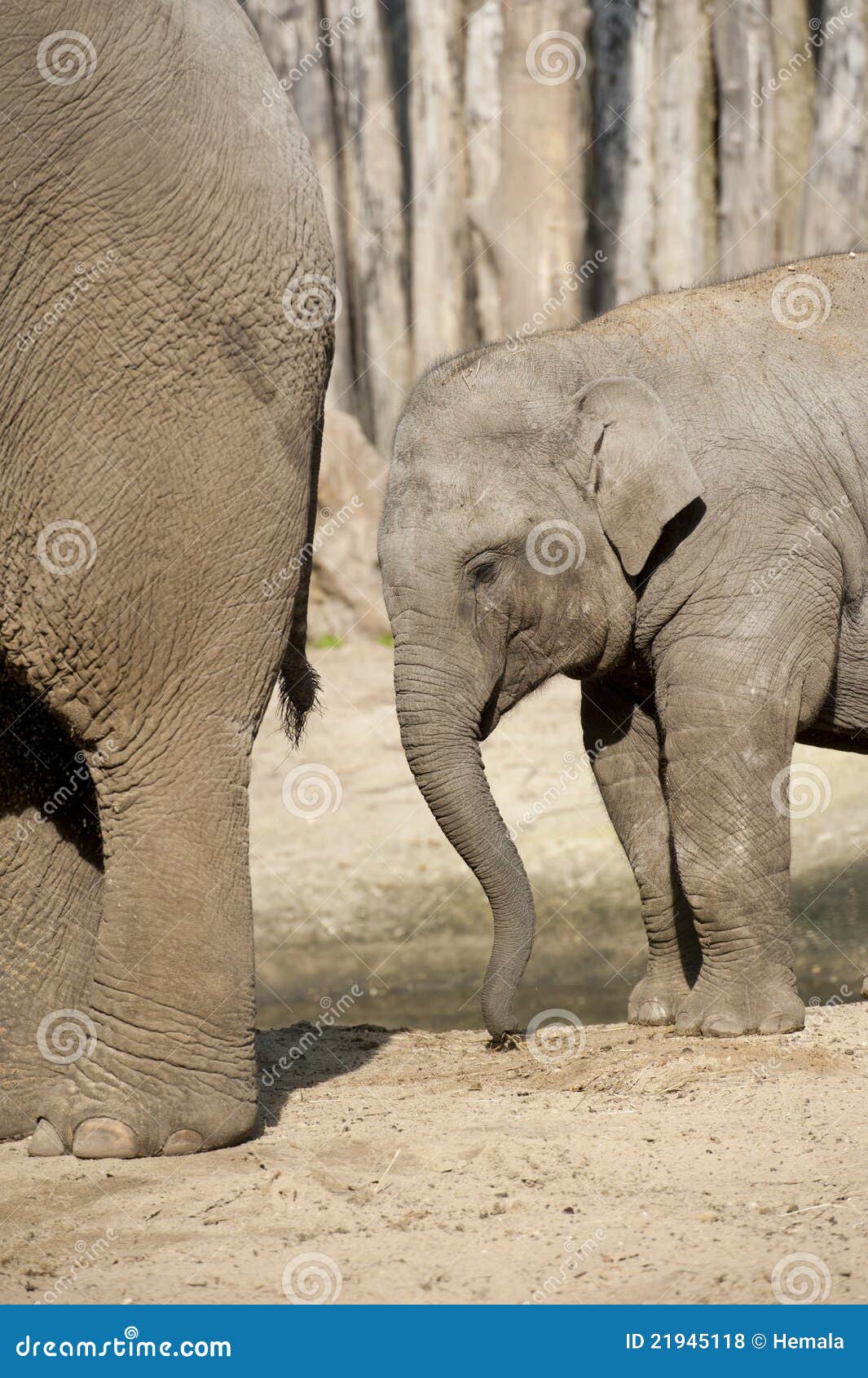 Baby Elephant stock photo. Image of young, following - 21945118