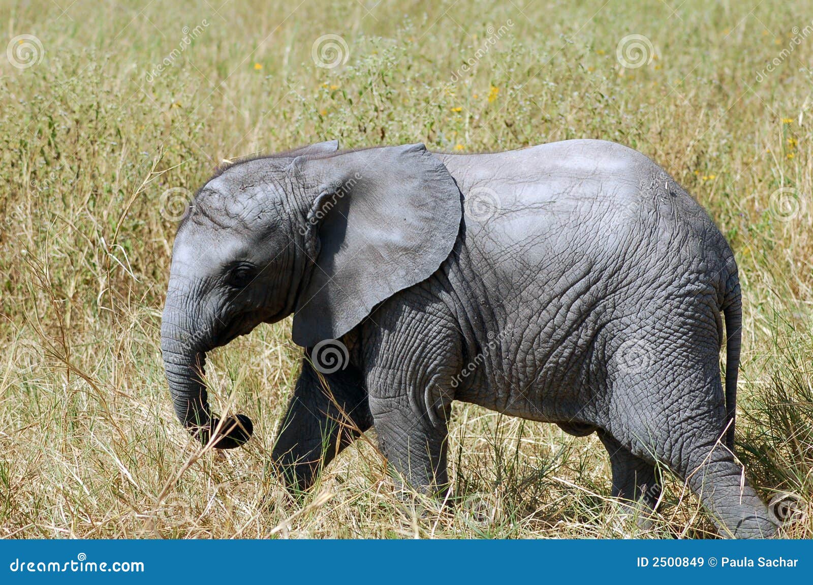 Baby Elephant Picture. Image: 2500849