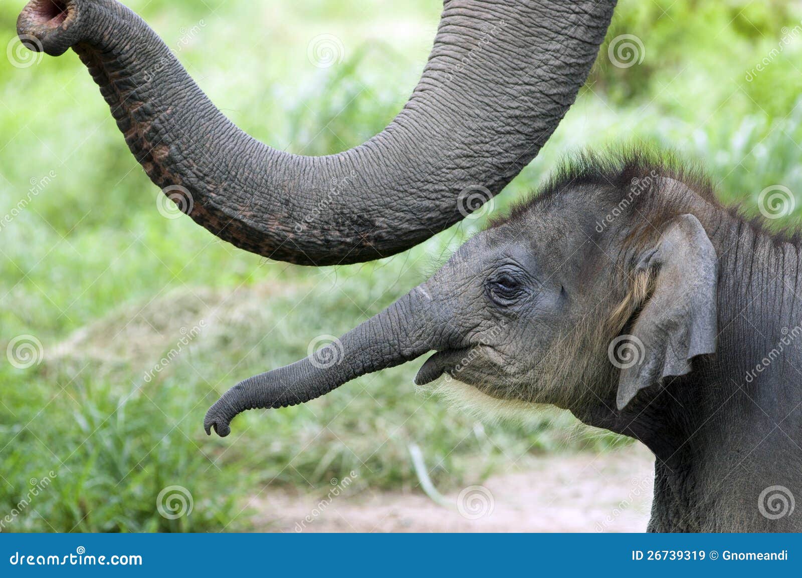 Baby elephant stock image. Image of forest, baby, elephant - 26739319