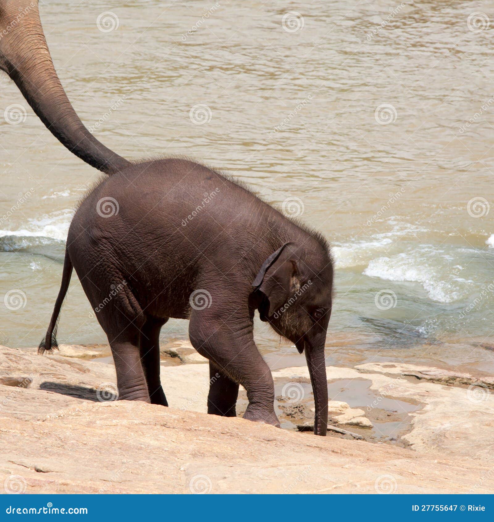 Baby elephant stock image. Image of indian, bathing, calf - 27755647