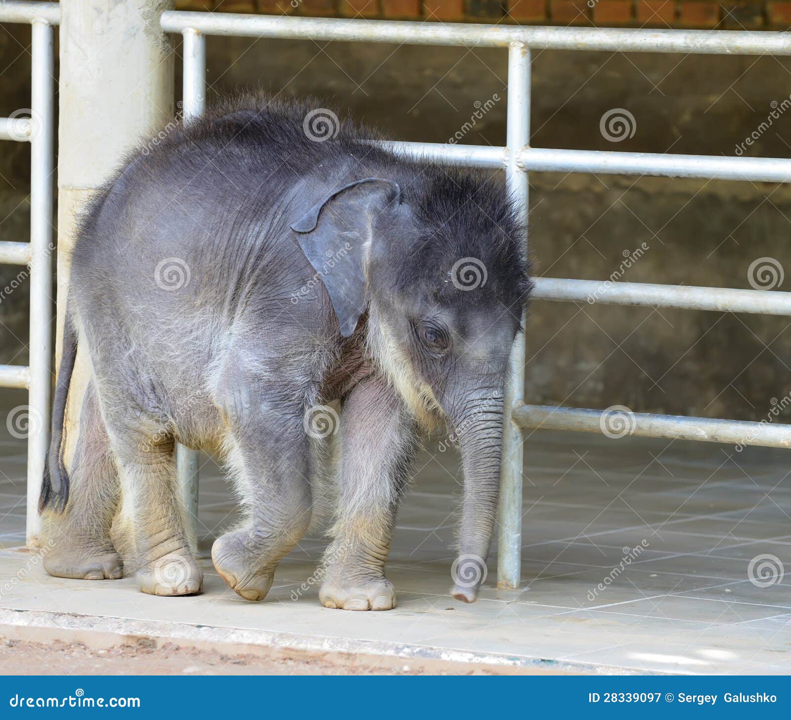 Baby elephant stock image. Image of park, horde, scenics - 28339097