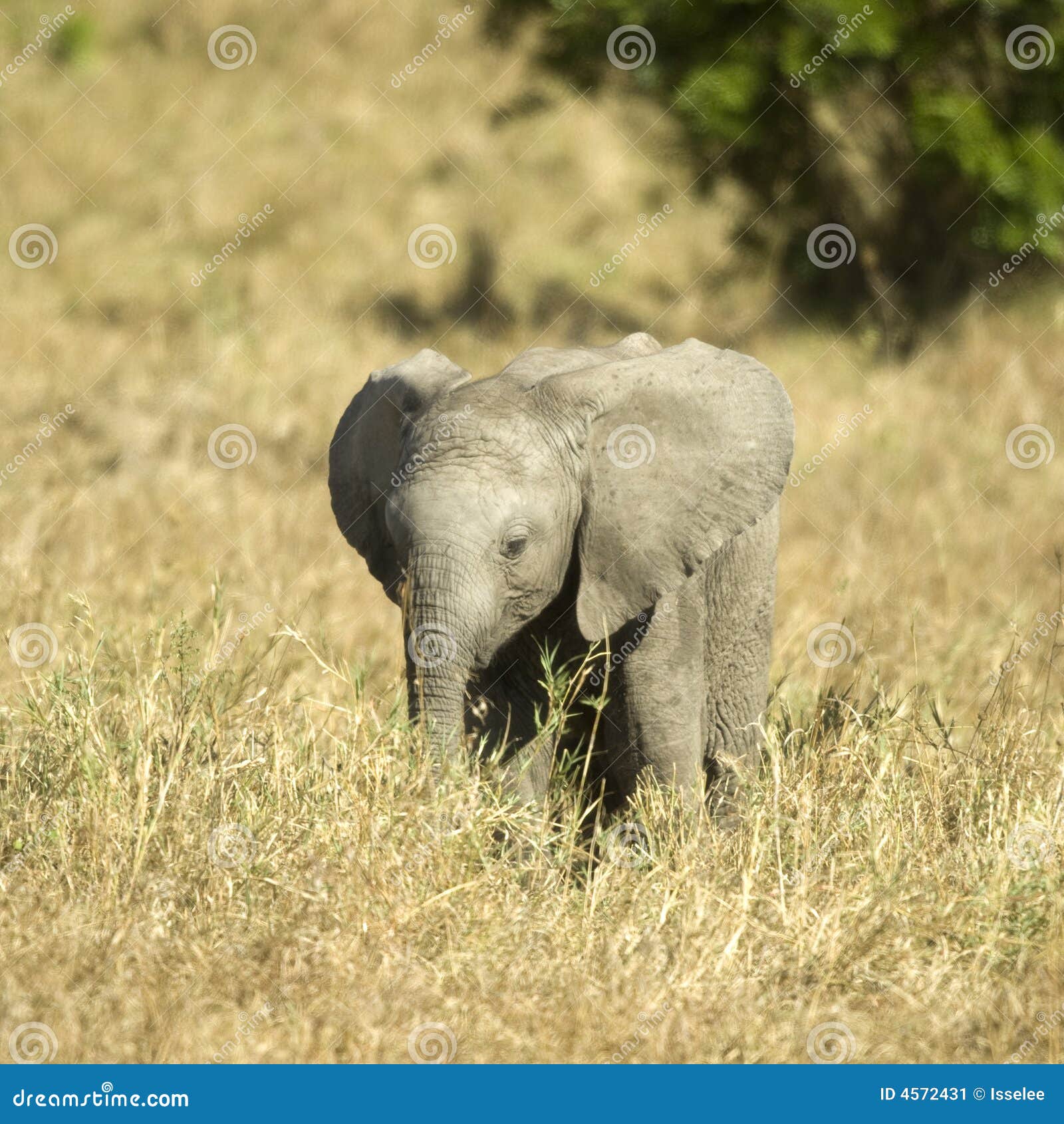 Baby elephant stock image. Image of lost, safari, elephant - 4572431