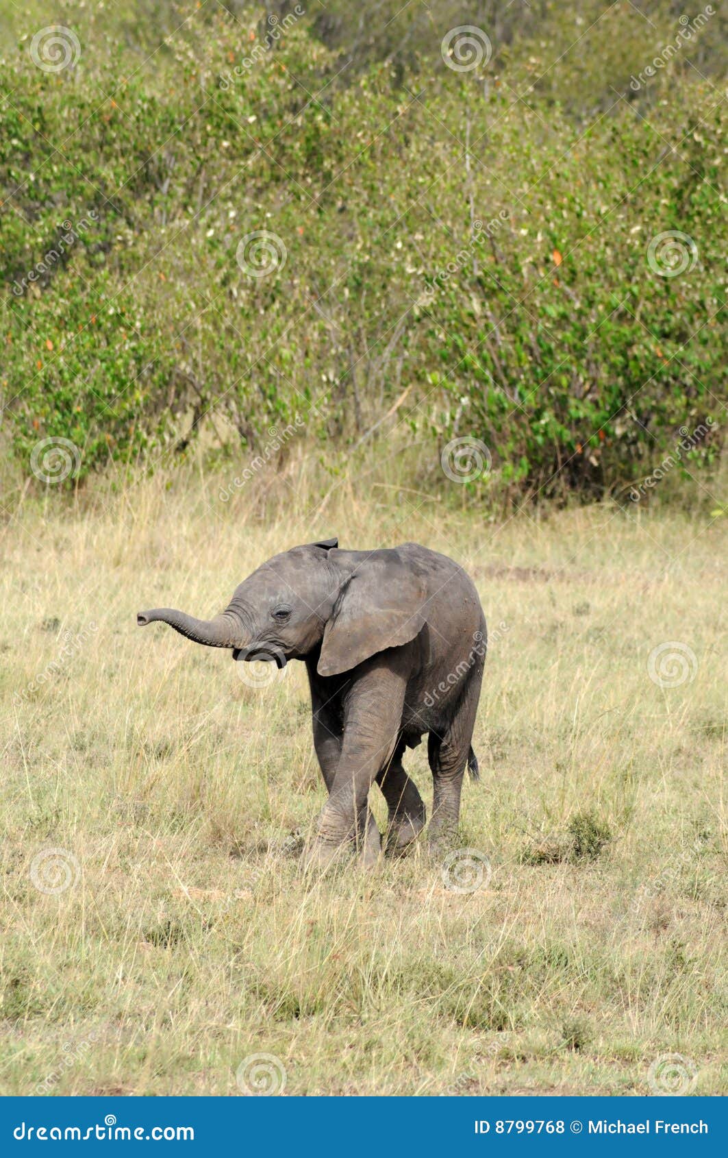 Baby Elephant stock photo. Image of masai, trunk, savannah - 8799768