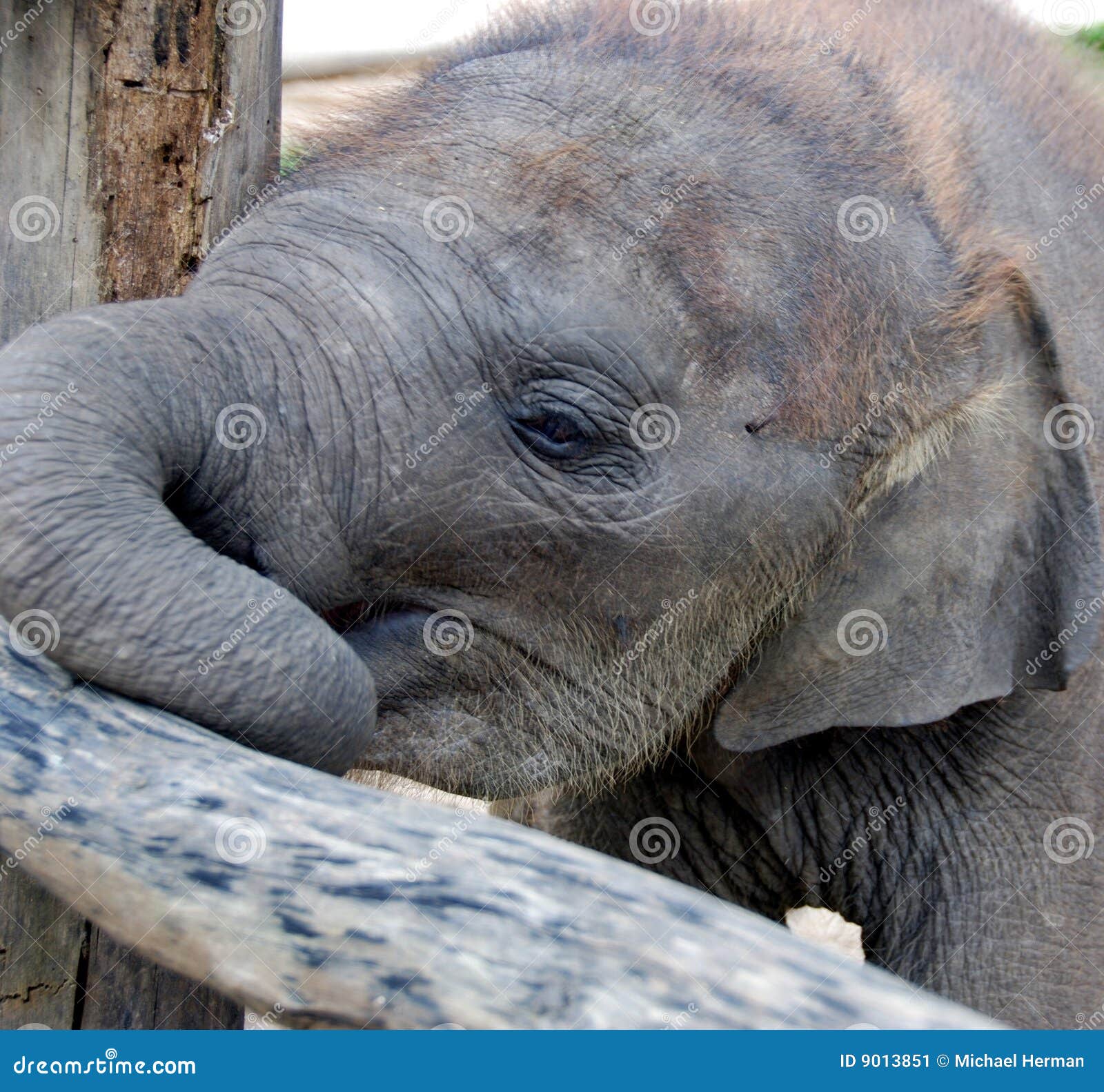 Baby Elephant stock image. Image of nature, wildlife, park - 9013851