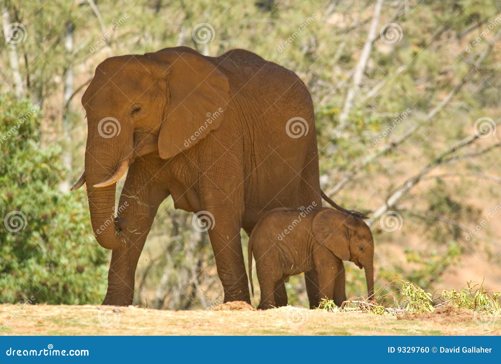 Baby elephant stock photo. Image of safari, ivory, elephant - 9329760