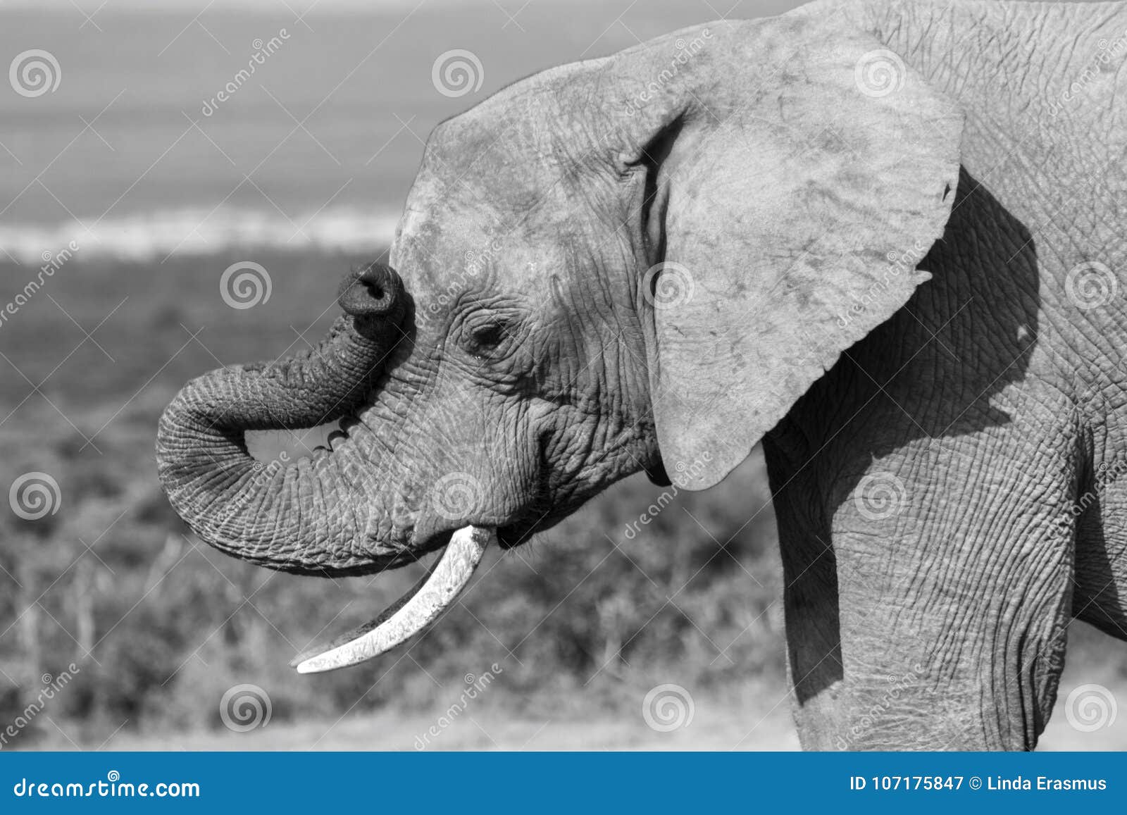 Baby Elephant stock image. Image of africa, wild, white - 107175847