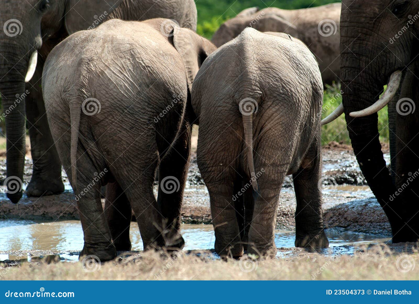 Baby elephant bottoms stock image. Image of mudhole, wilderness - 23504373