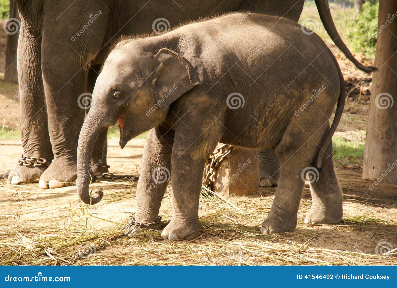 Baby elephant in chains stock photo. Image of himalayas - 41546492