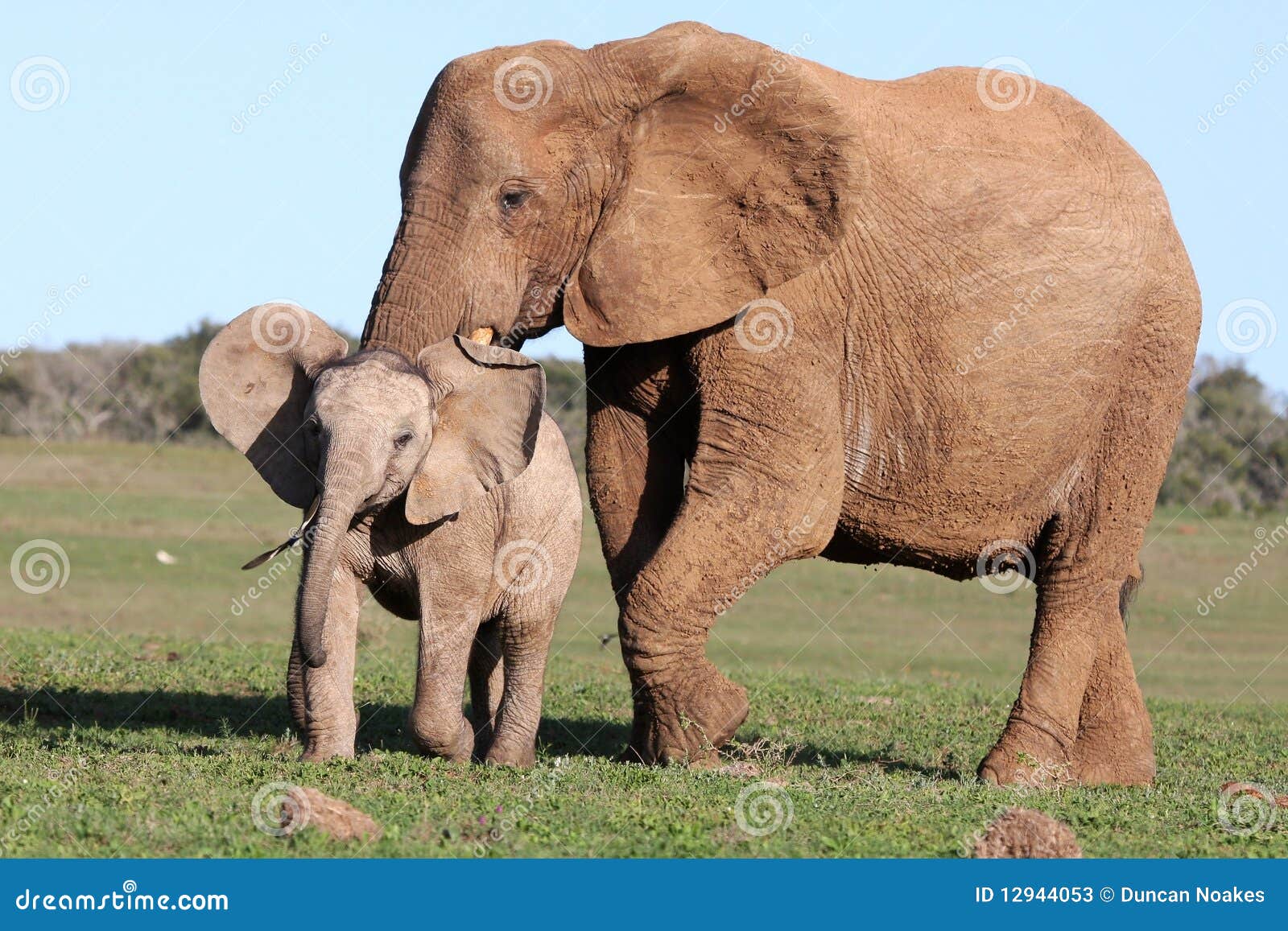 202 Elephant Chasing Stock Photos - Free & Royalty-Free Stock Photos ...