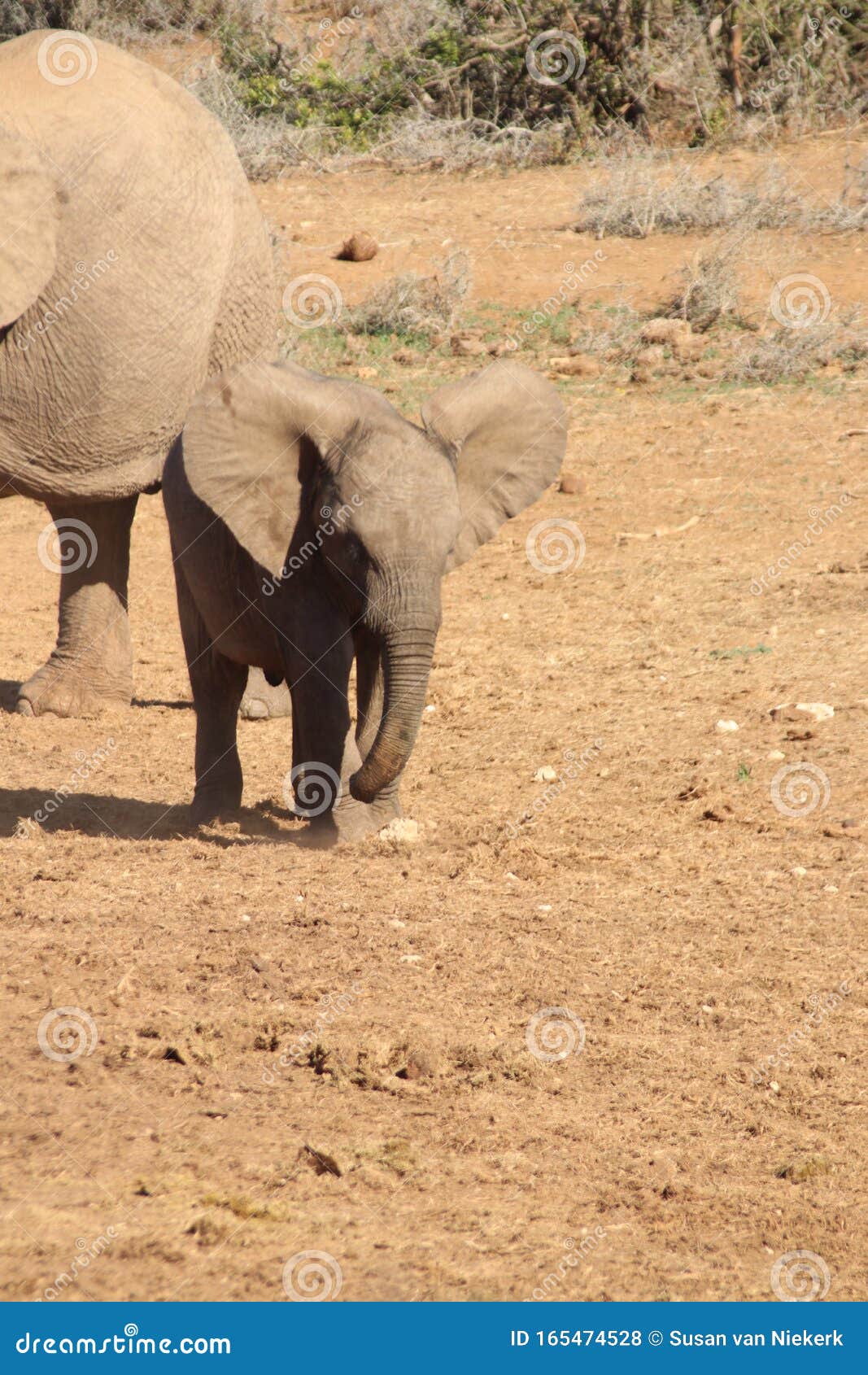 Elephant stock photo. Image of wildlife, wildlifeafricaafricaafrica ...