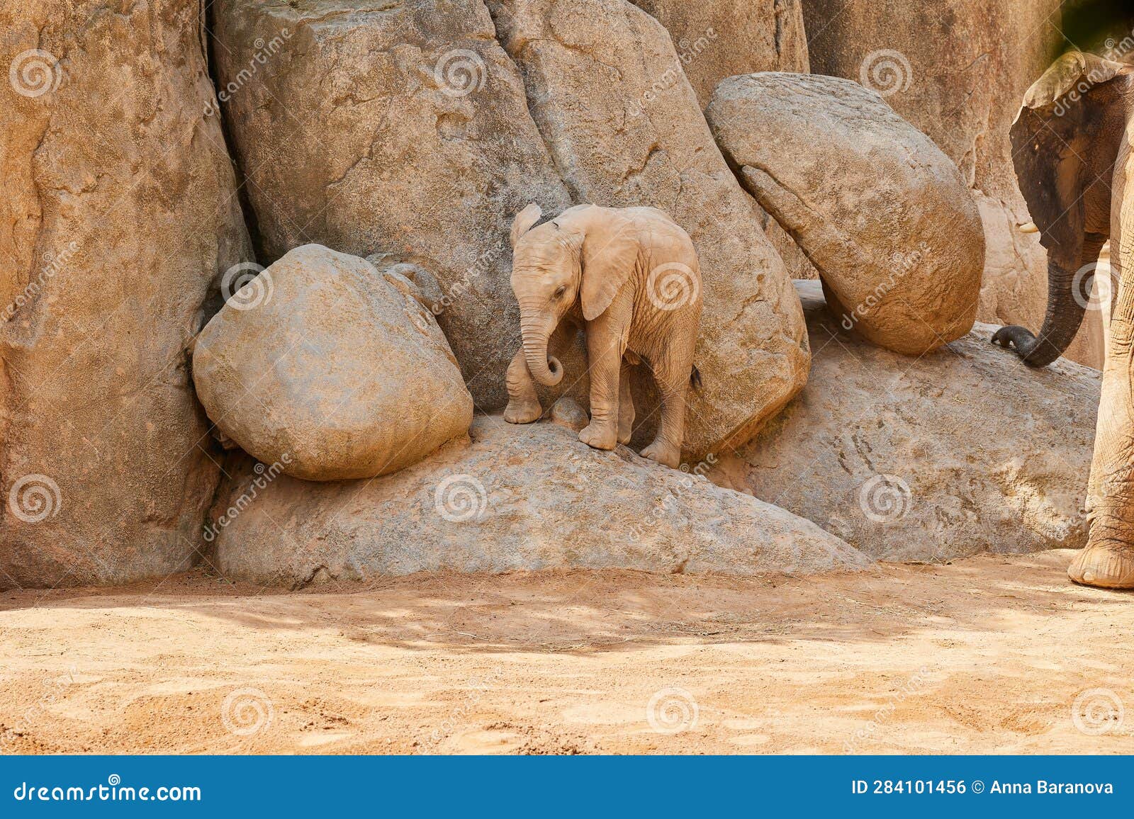 A Baby Elephant Climbs a Stone Stock Photo - Image of walking, park ...