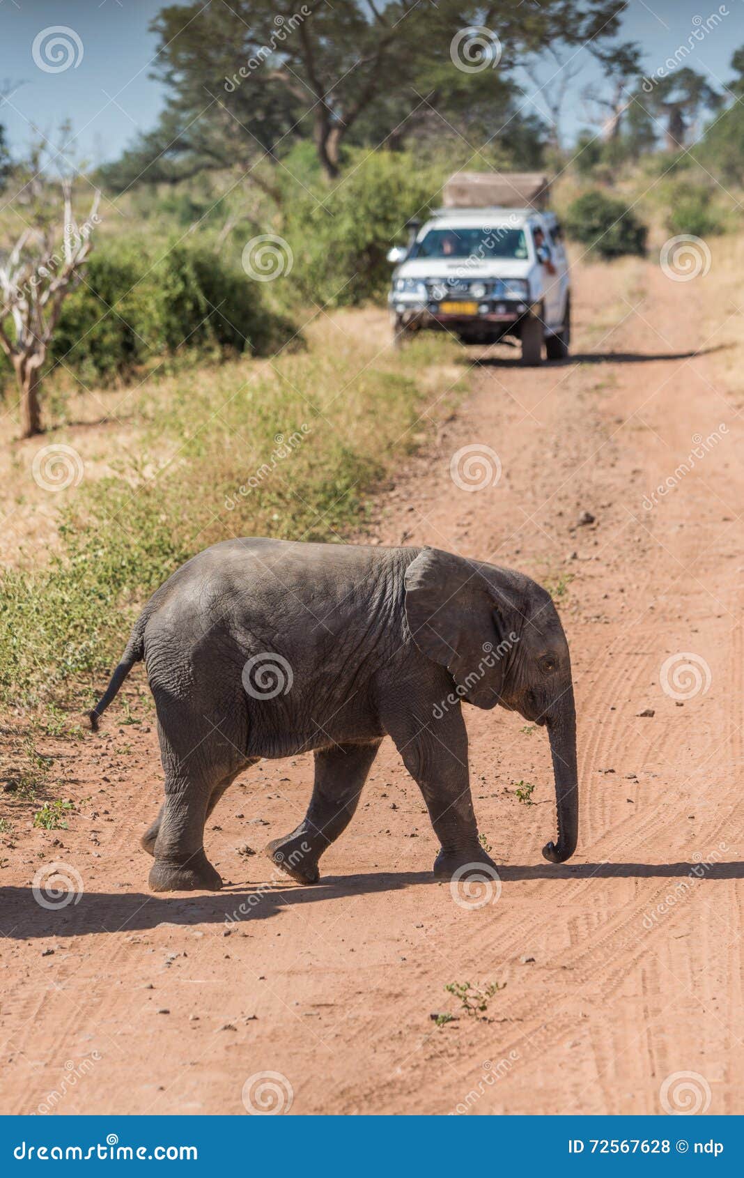 Baby Elephant Crossing Dirt Track before Jeep Stock Photo - Image of ...