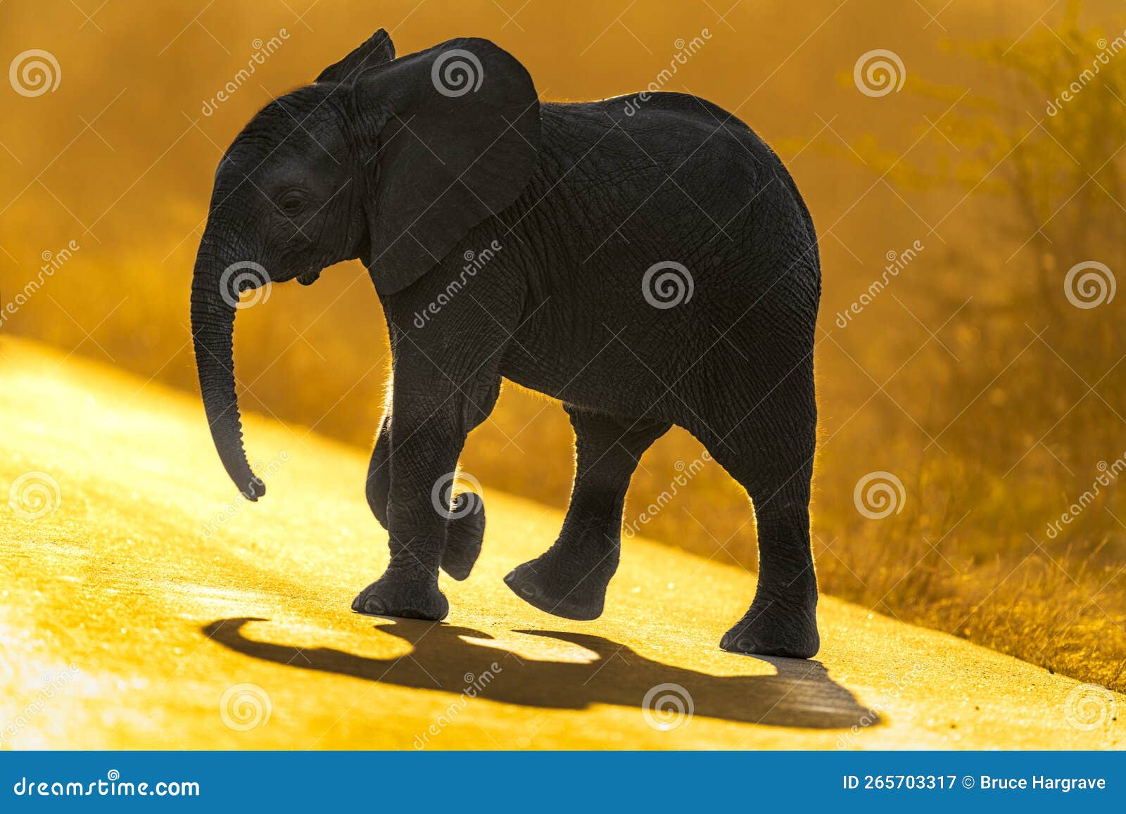 Baby Elephant Dancing at Sunset Stock Image - Image of golden, safari ...